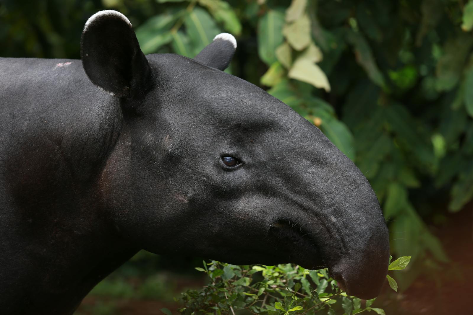 Malayan Tapir Photos, Download The BEST Free Malayan Tapir Stock Photos ...