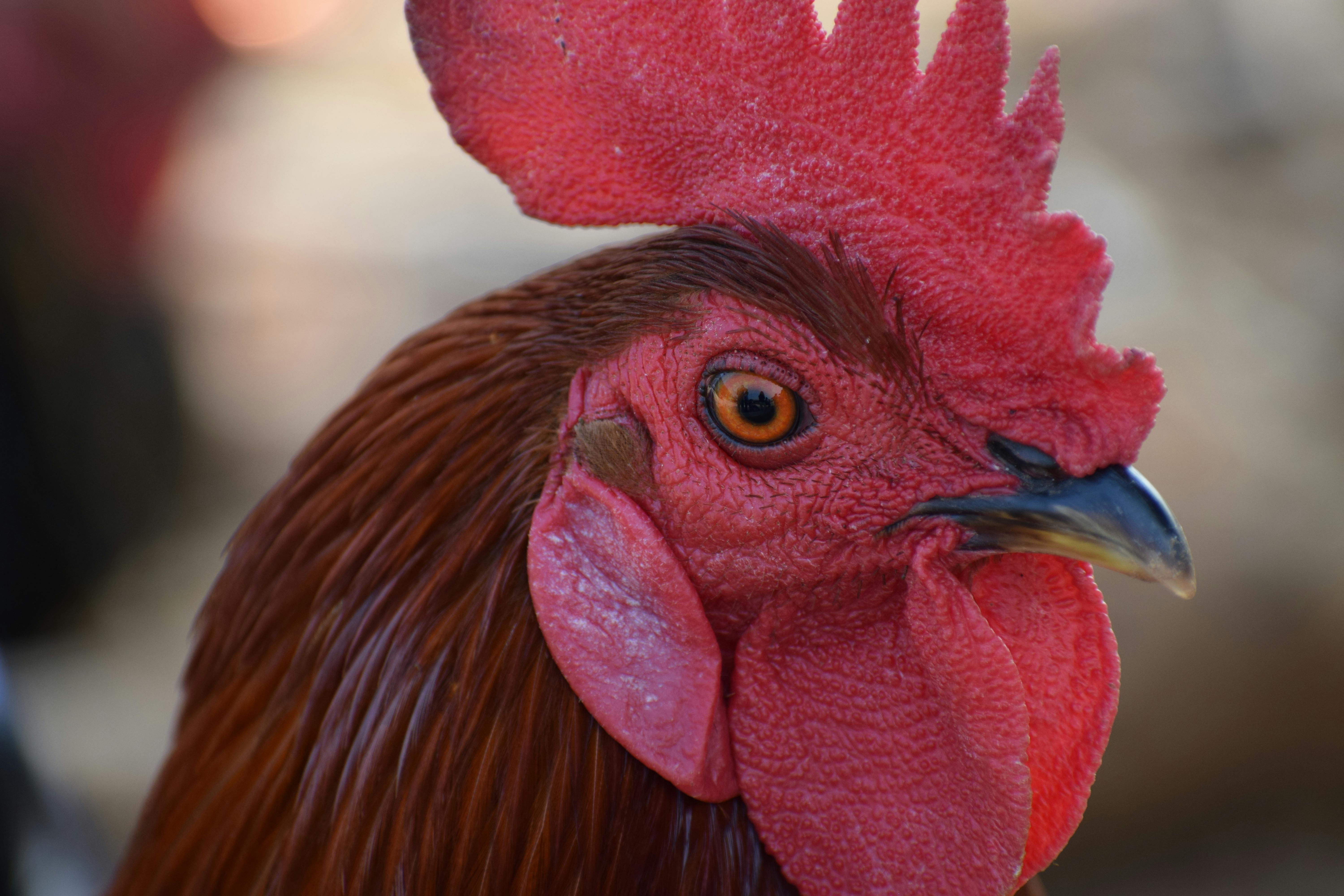 Close-Up Shot of a Rooster · Free Stock Photo