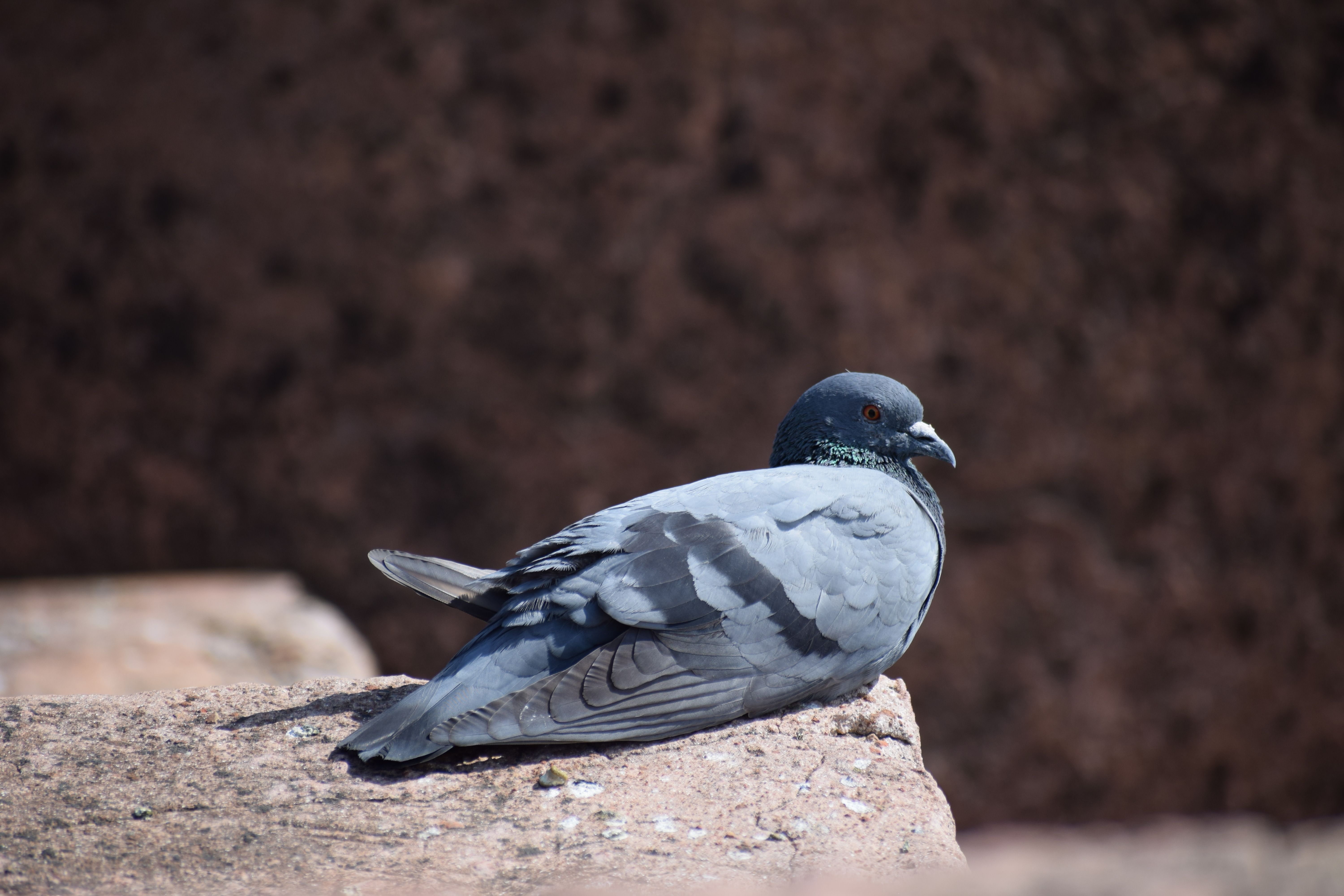 Pigeon in Hole in Wall · Free Stock Photo