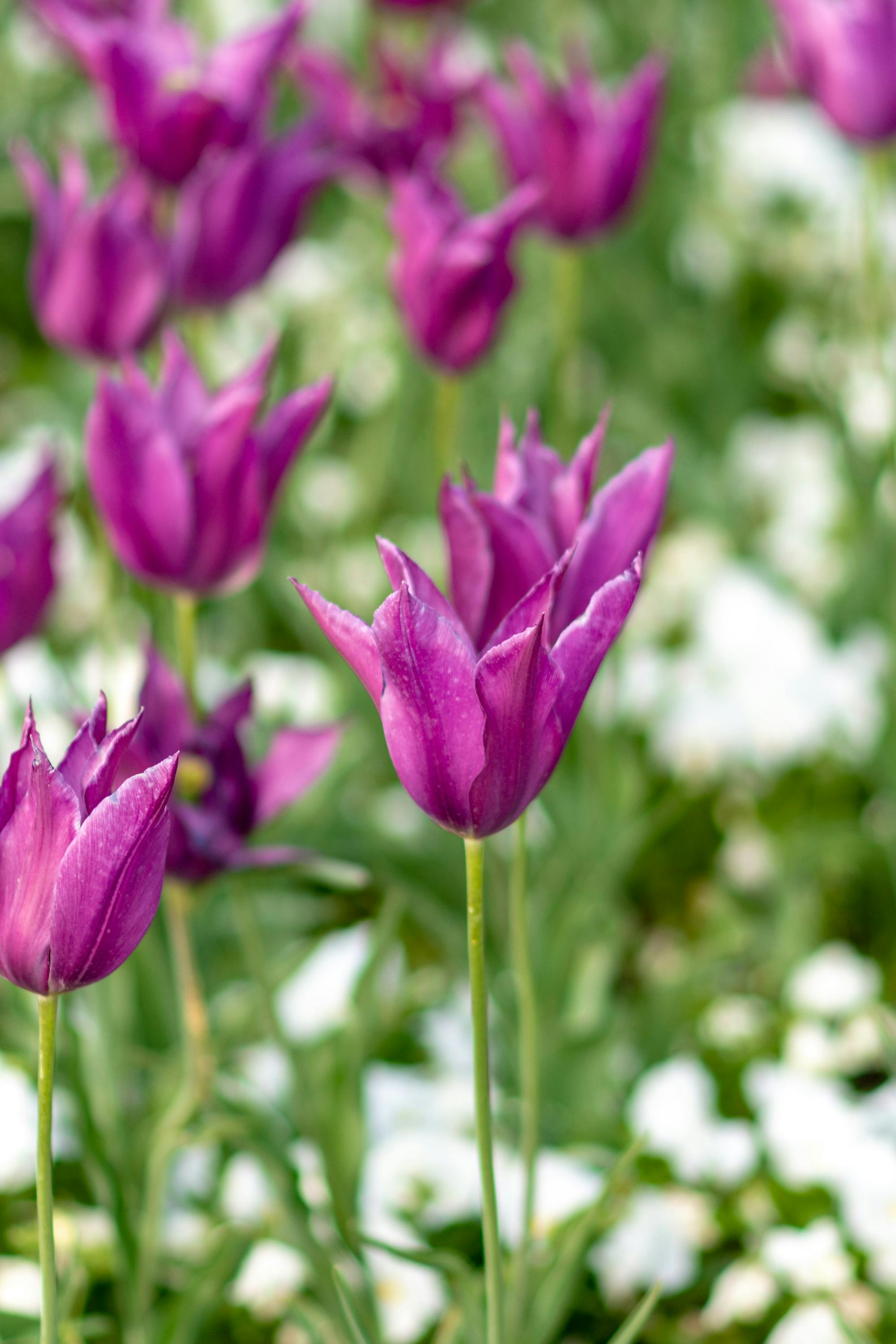 Purple Baf Photos, Download The BEST Free Purple Baf Stock Photos & HD ...