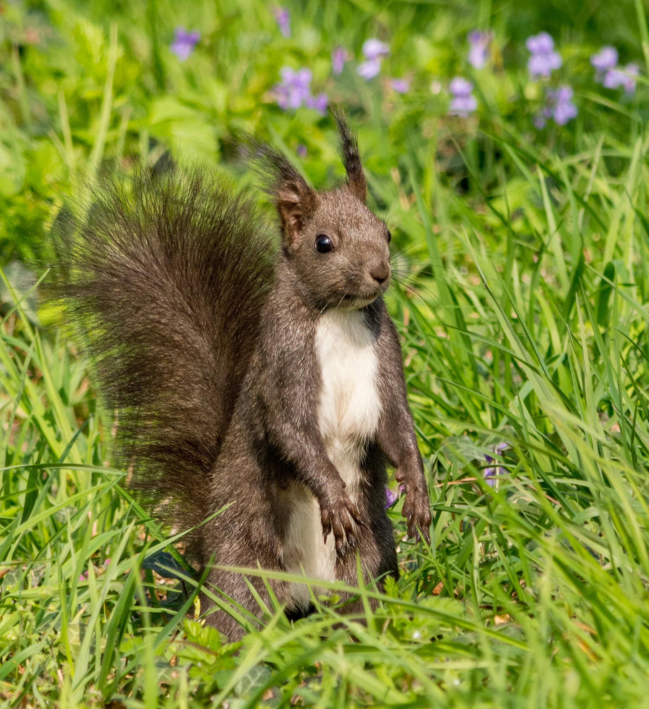 Lying Raccoon Showing Teeth · Free Stock Photo