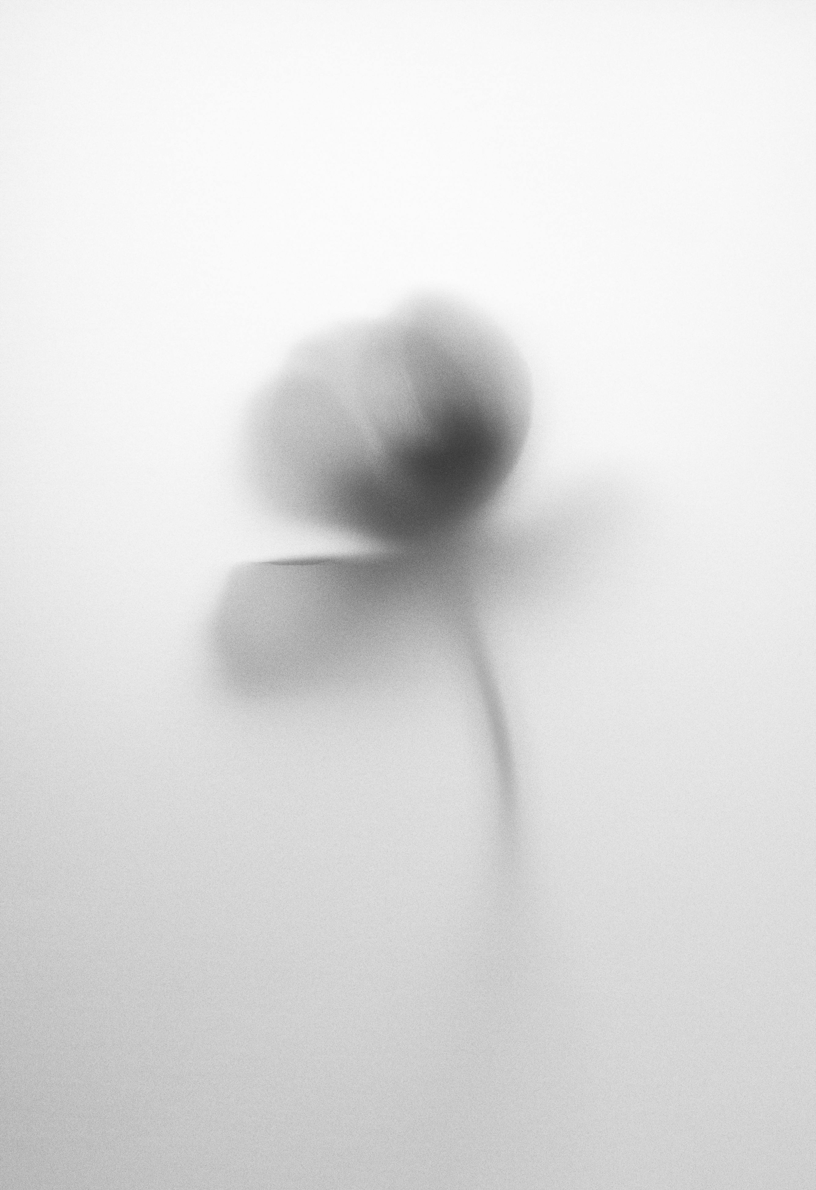 Shadow of Flower · Free Stock Photo