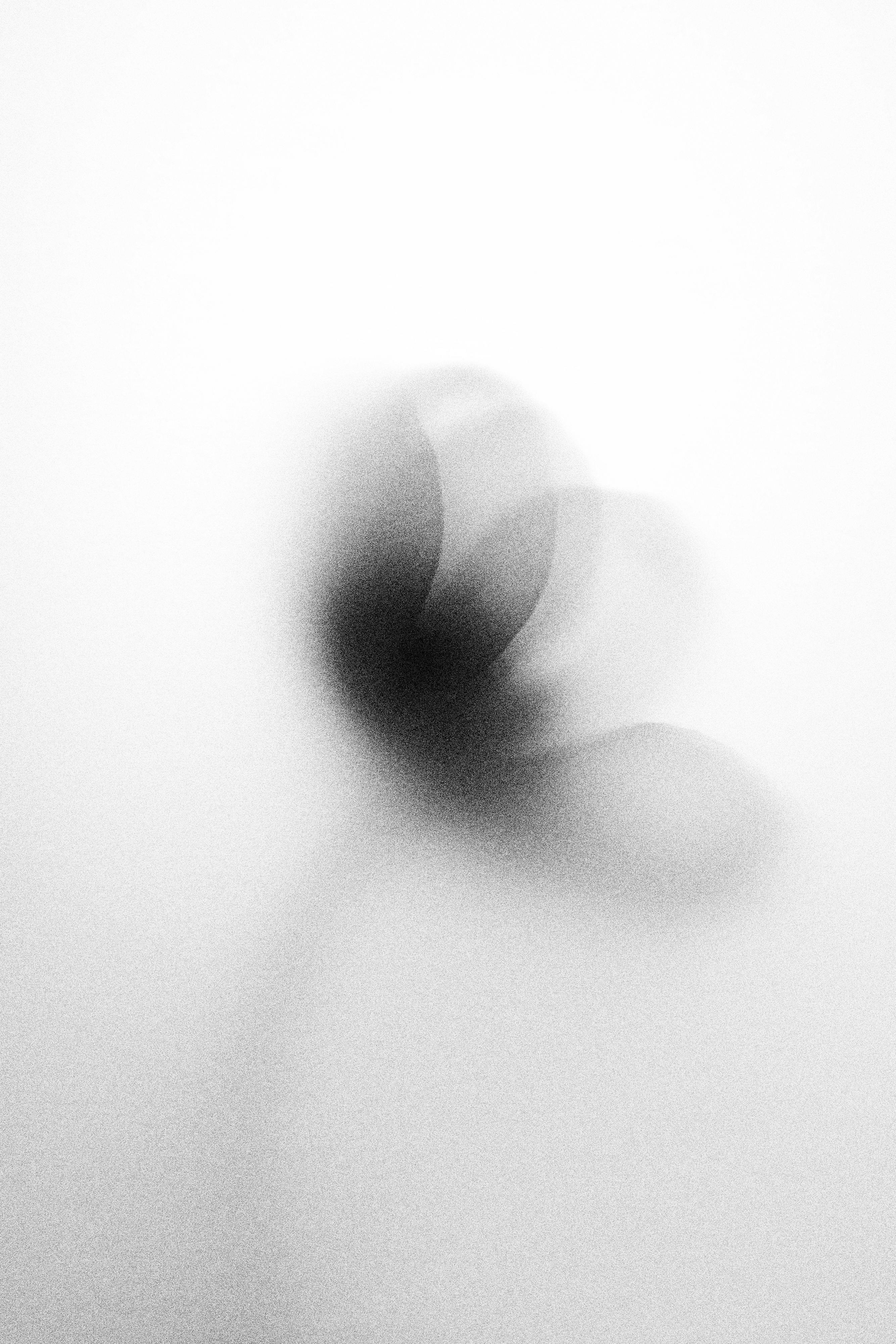 Shadow of Flower · Free Stock Photo