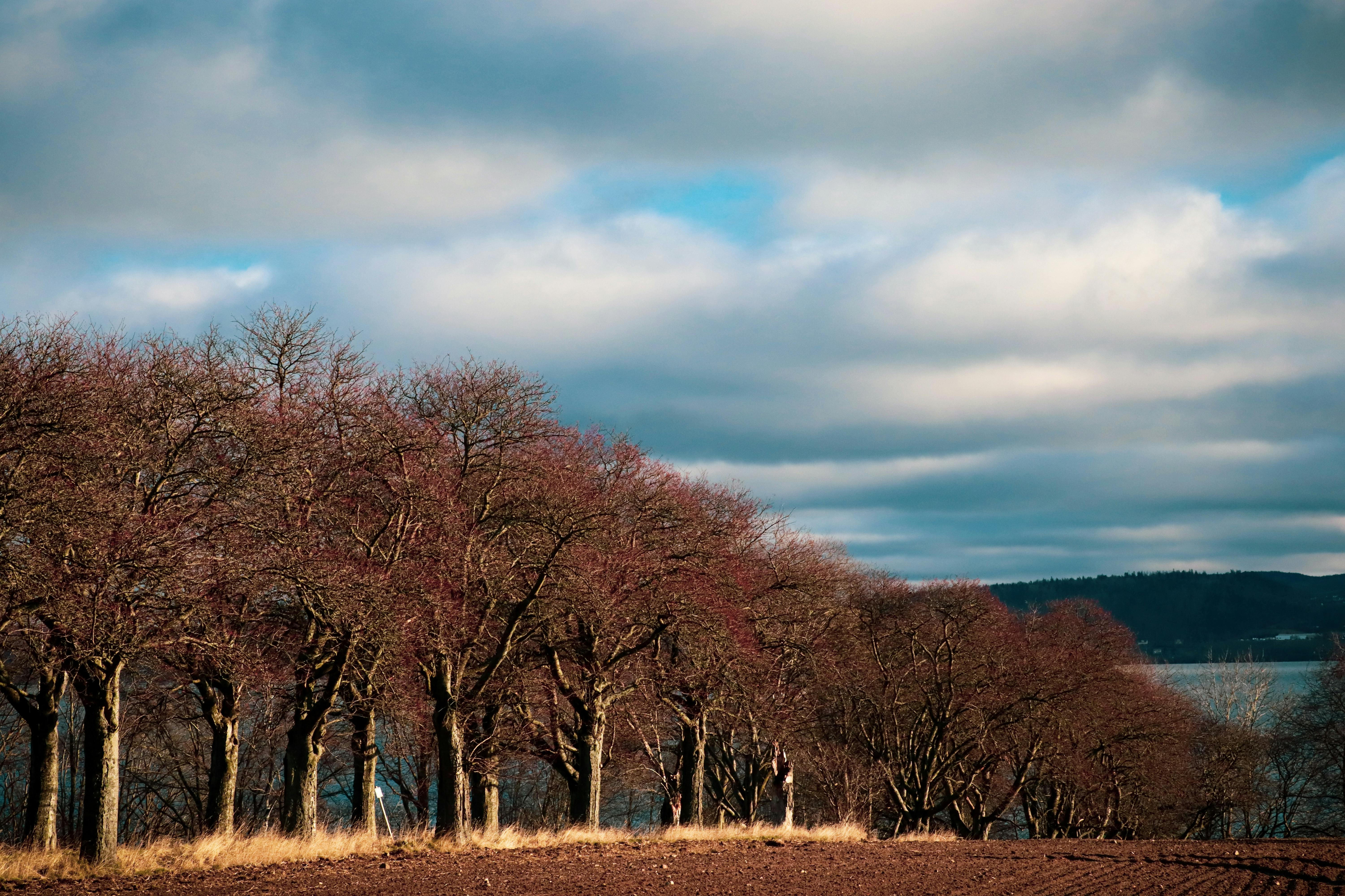 Bare Trees on Farmland · Free Stock Photo