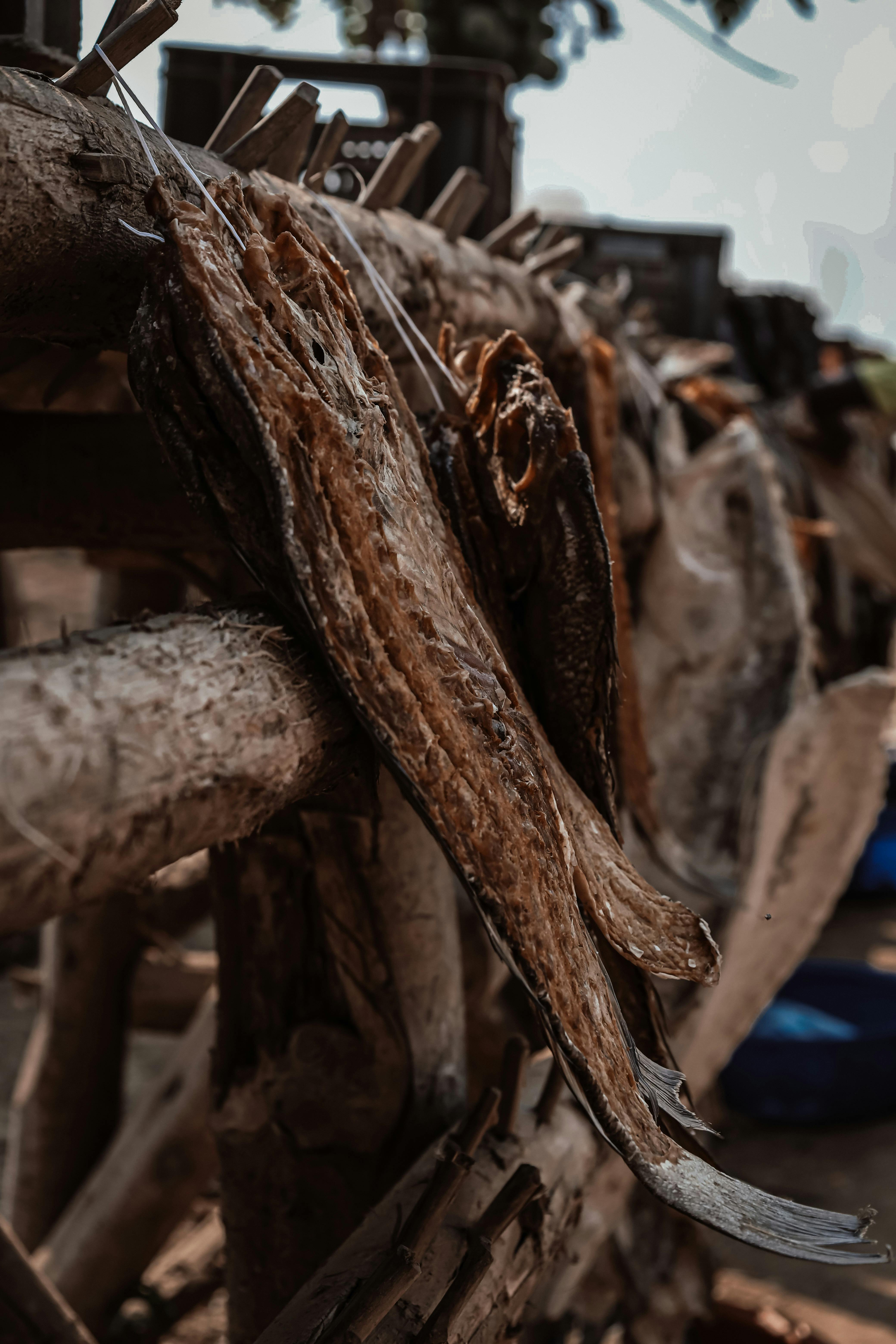 Fish Dry Photos, Download The BEST Free Fish Dry Stock Photos & HD Images