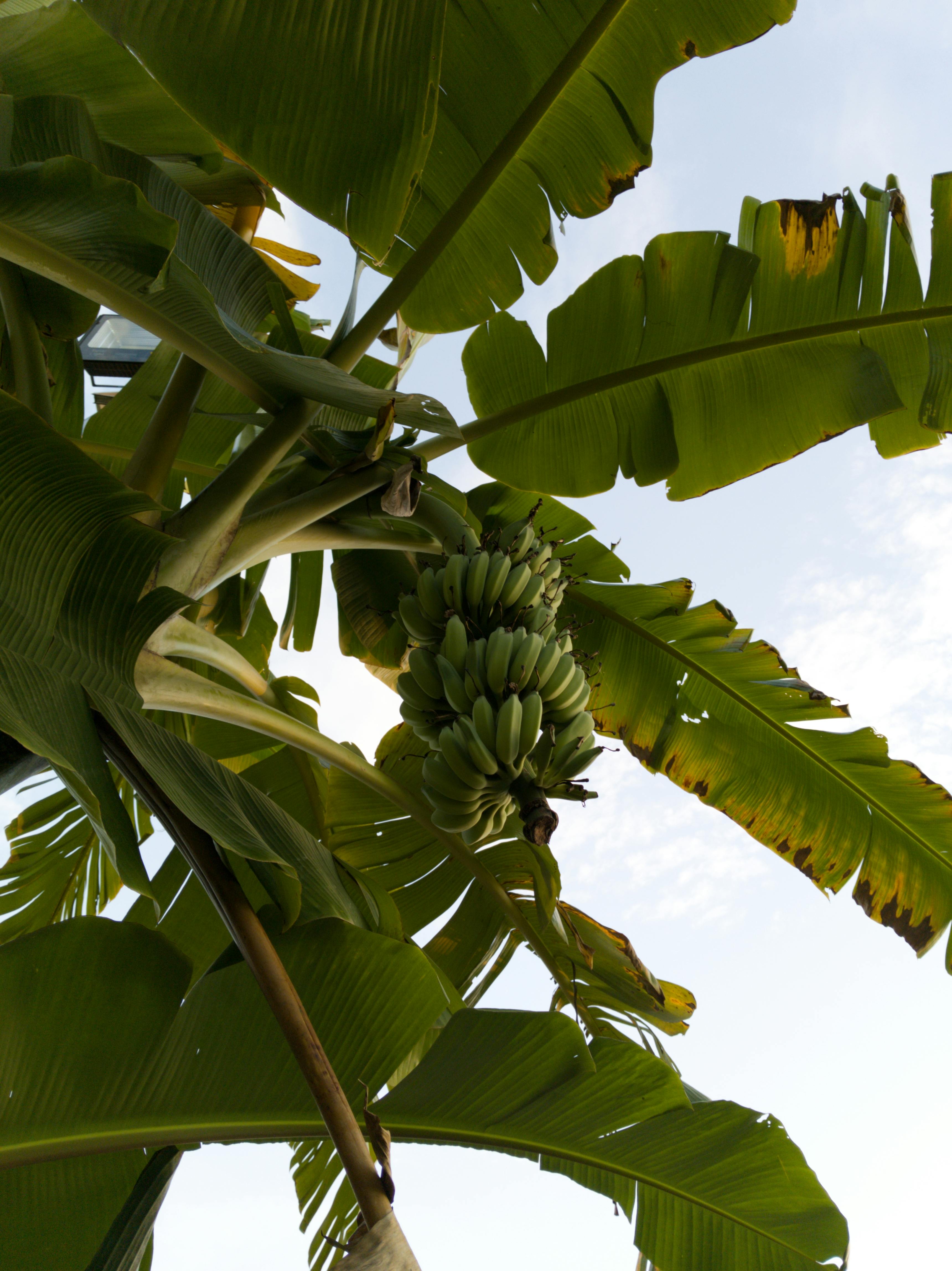 Banana Tree Under Blue Cloudy Sky · Free Stock Photo