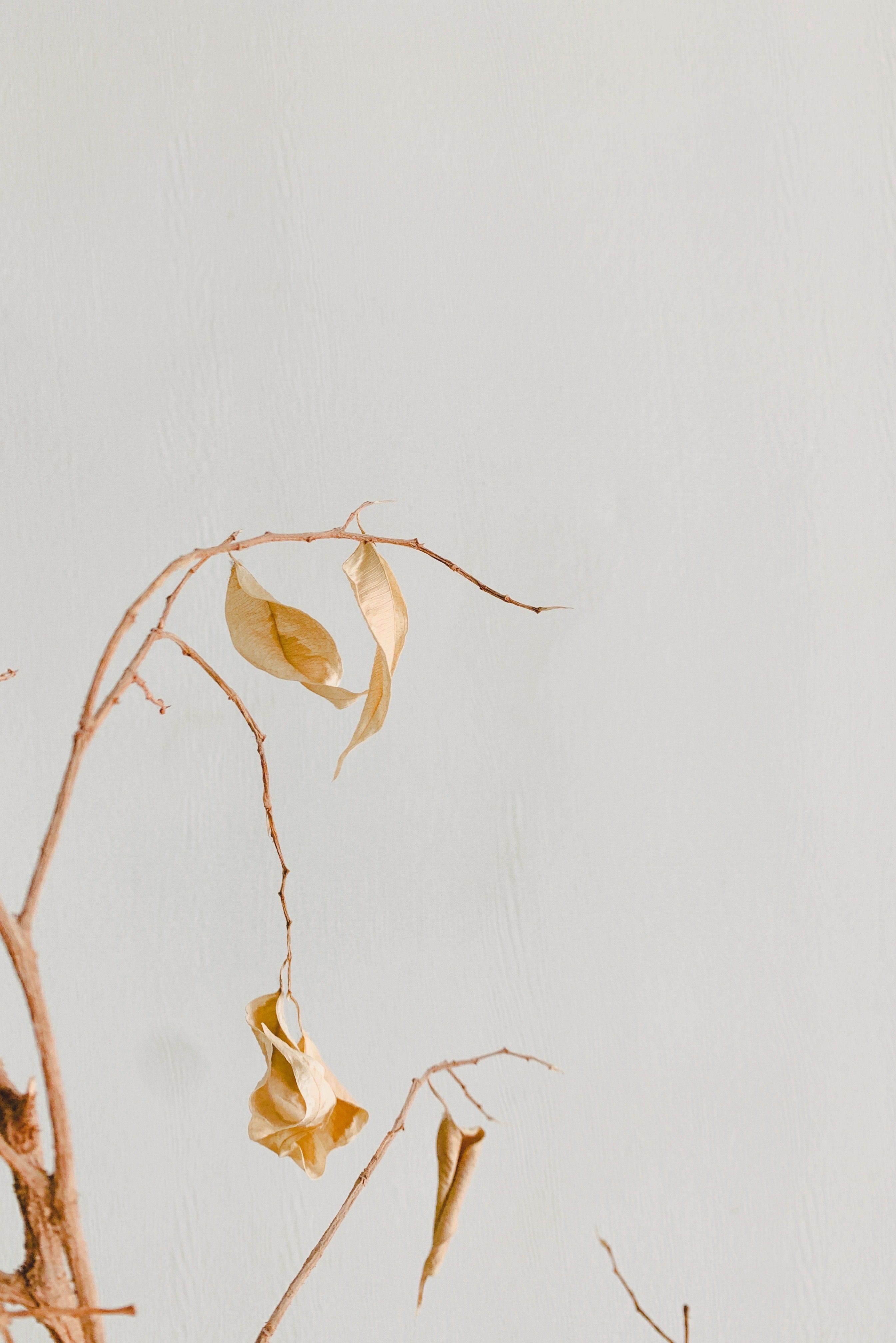 Dry Leaves kn Branches · Free Stock Photo