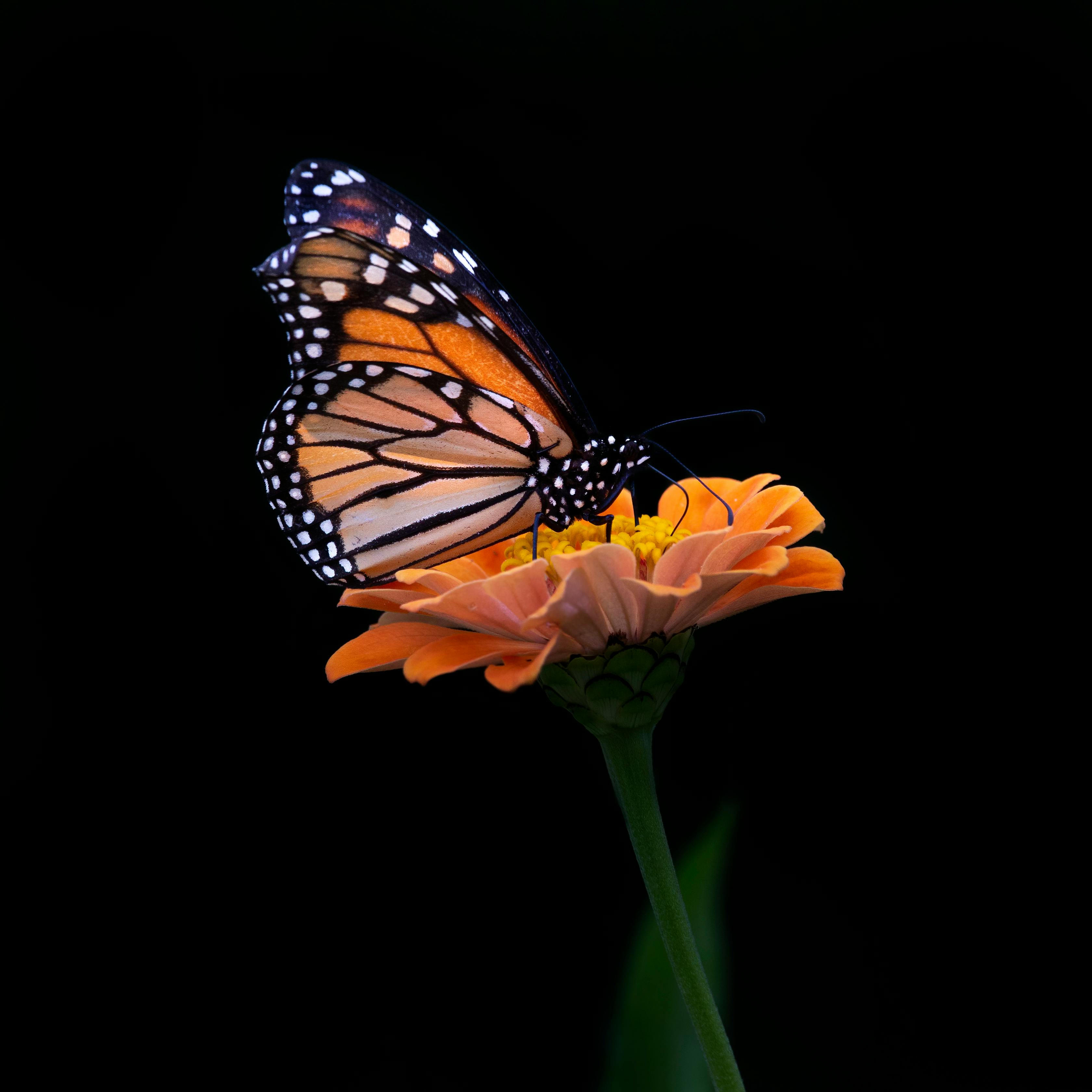 Red Colour Butterfly Photos, Download The BEST Free Red Colour ...