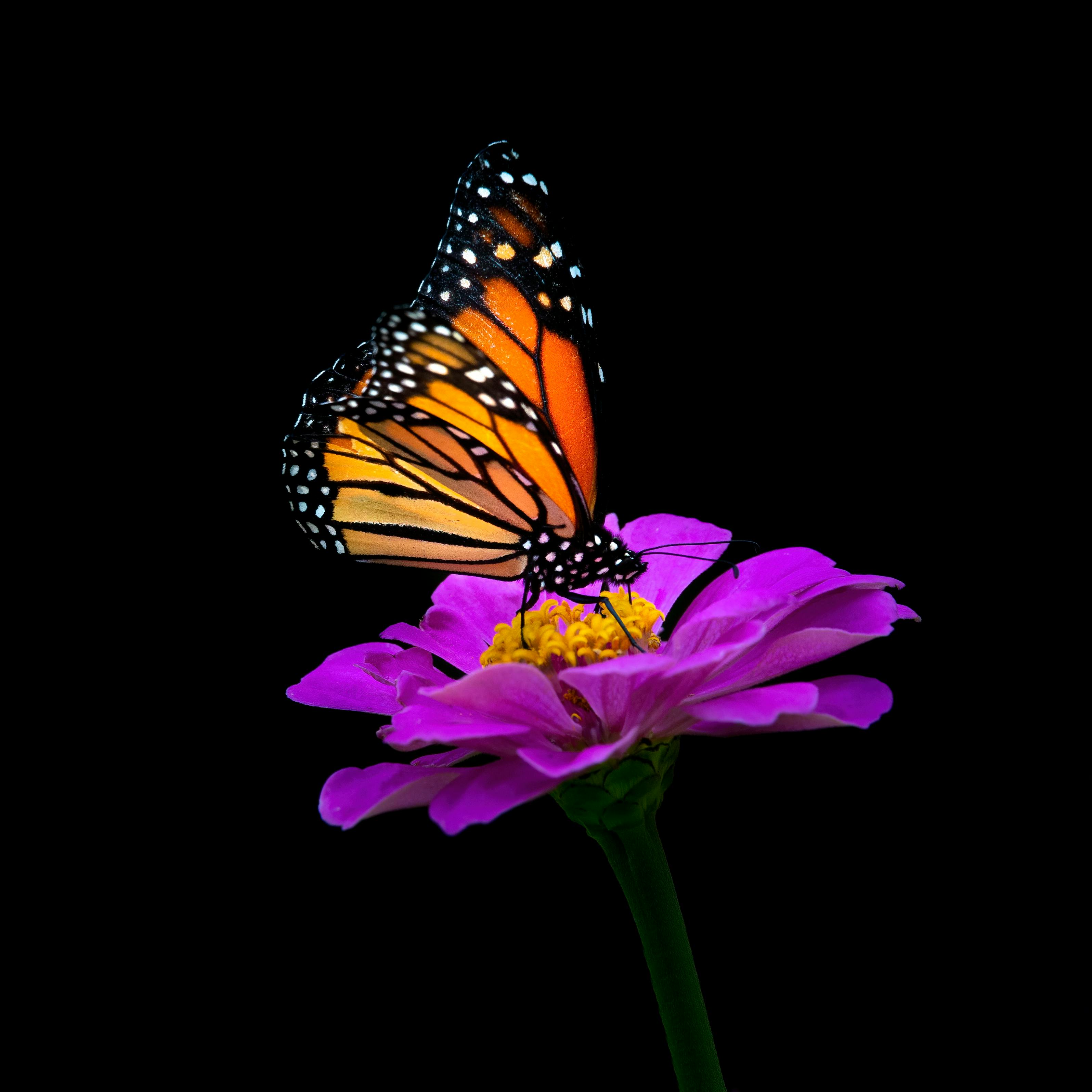 Red Colour Butterfly Photos, Download The BEST Free Red Colour ...