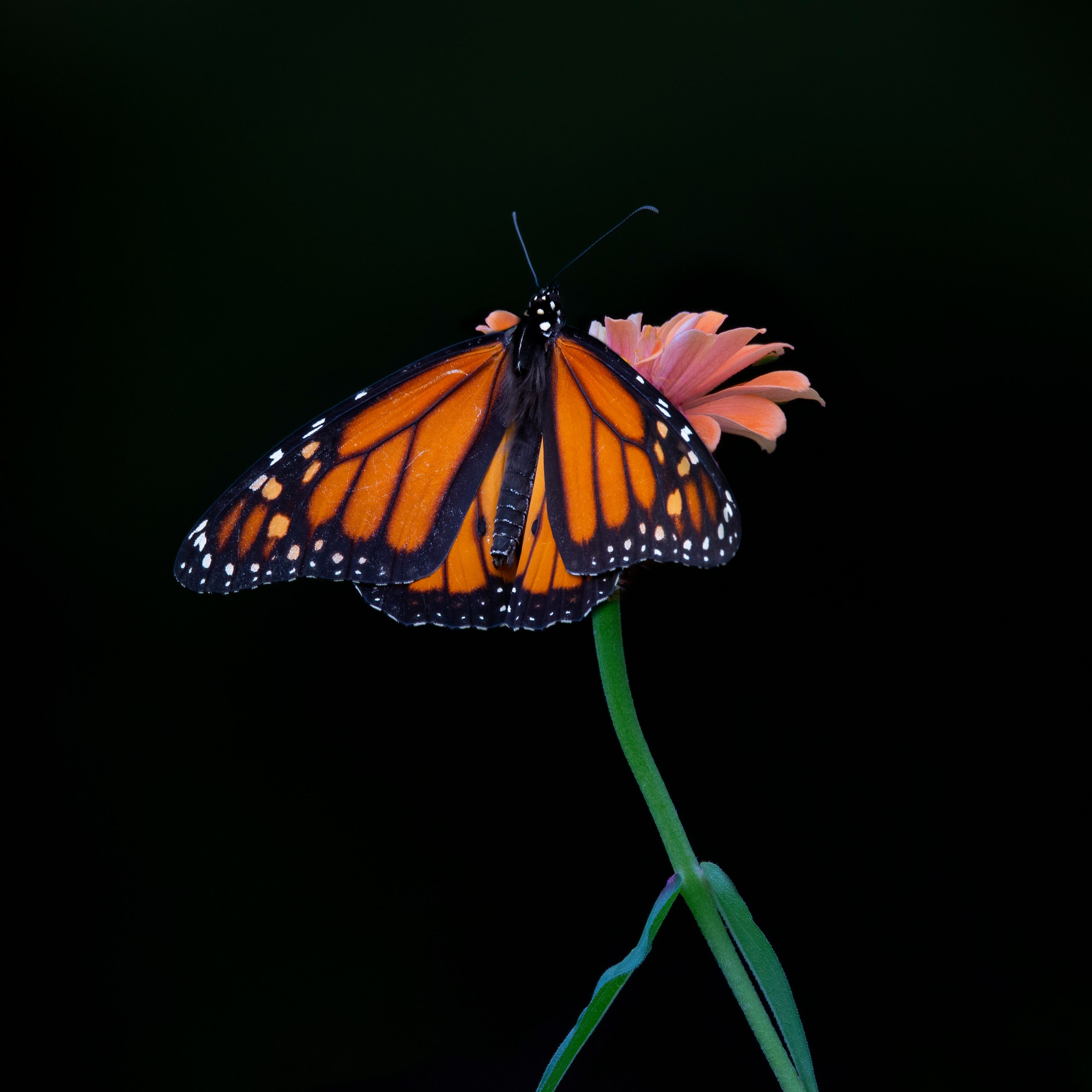 Butterfly Bottom White Photos, Download The BEST Free Butterfly Bottom ...