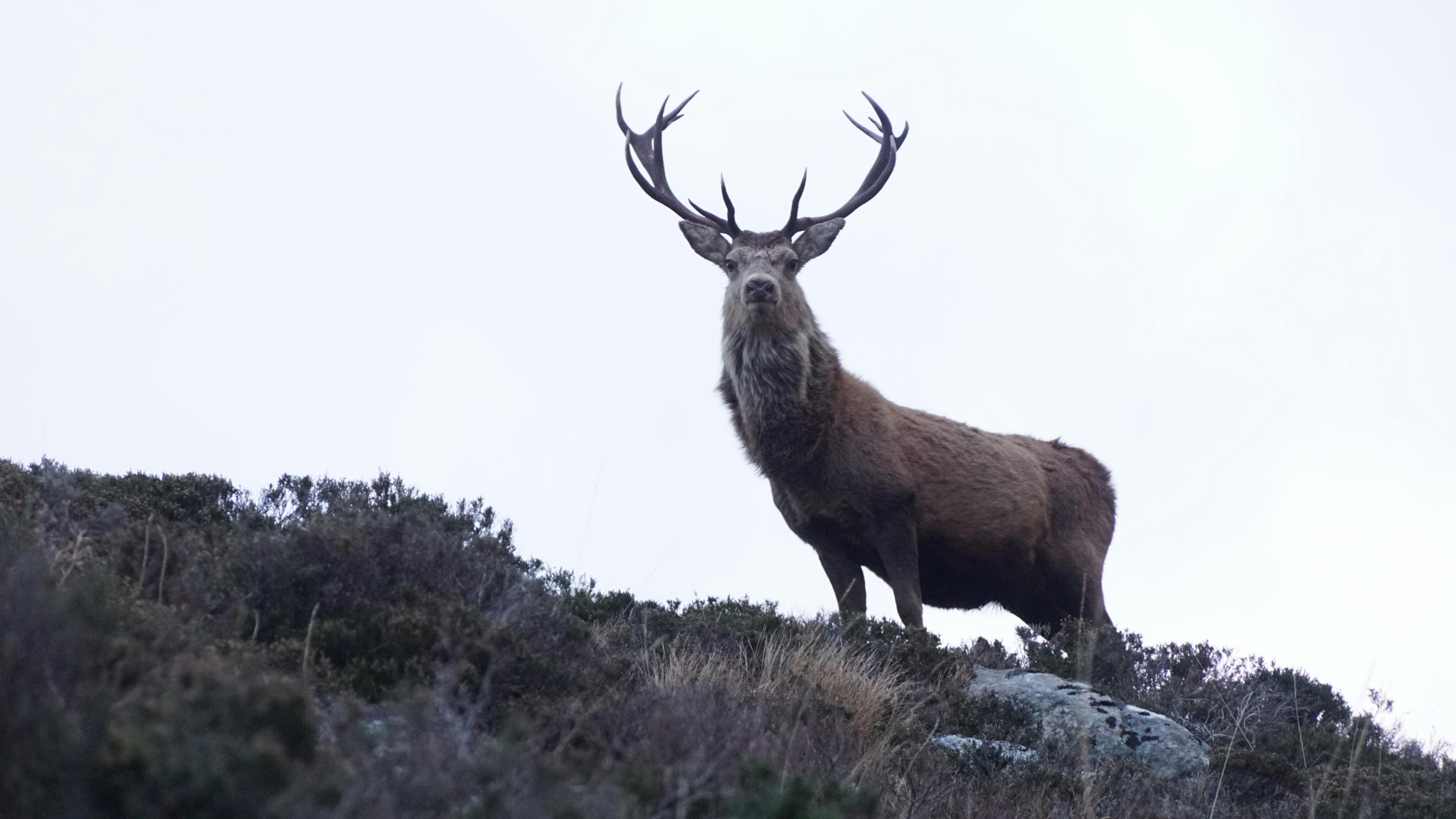 Stag on Hill · Free Stock Photo
