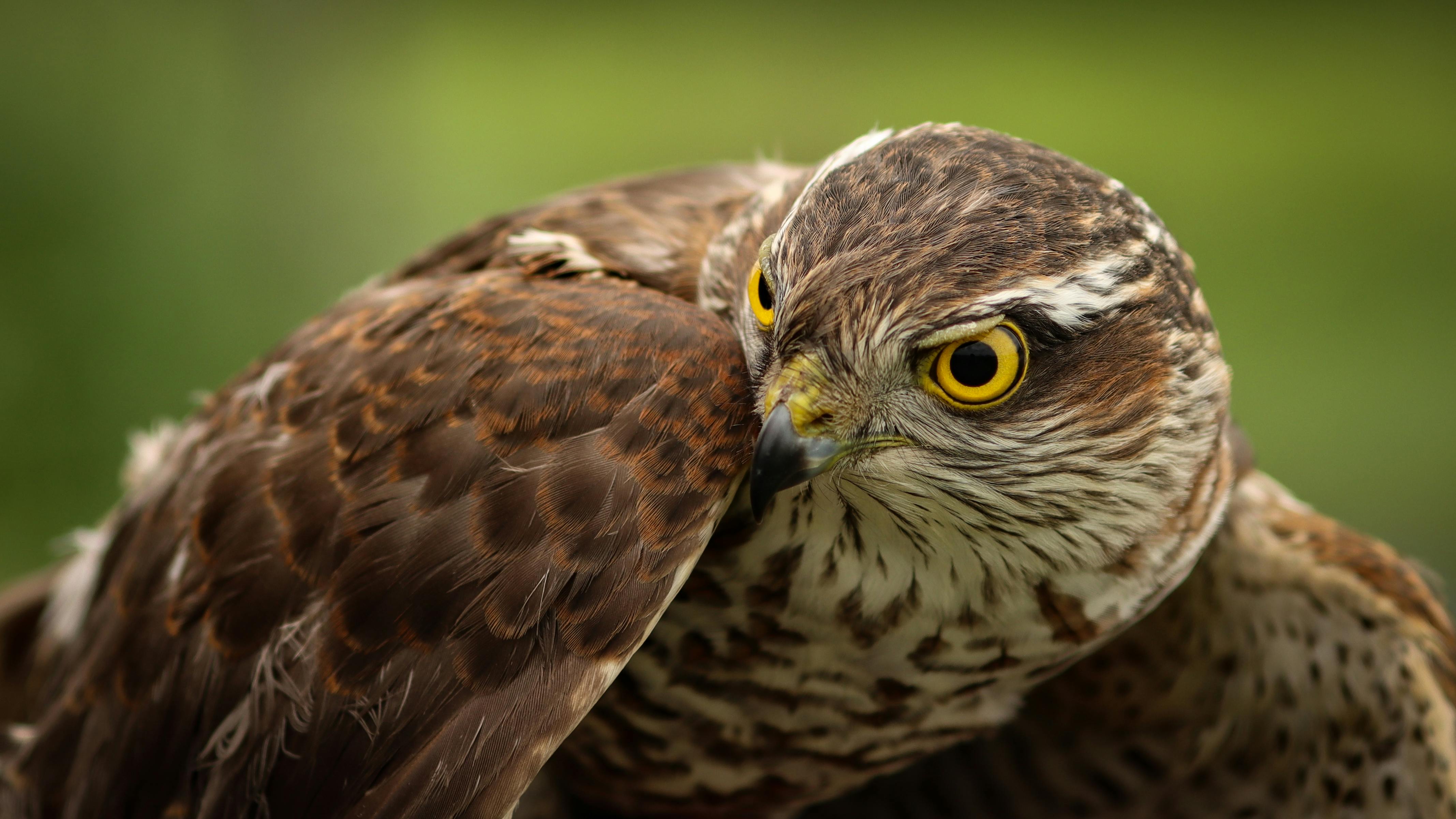 A Hawk Perched on a Branch · Free Stock Photo