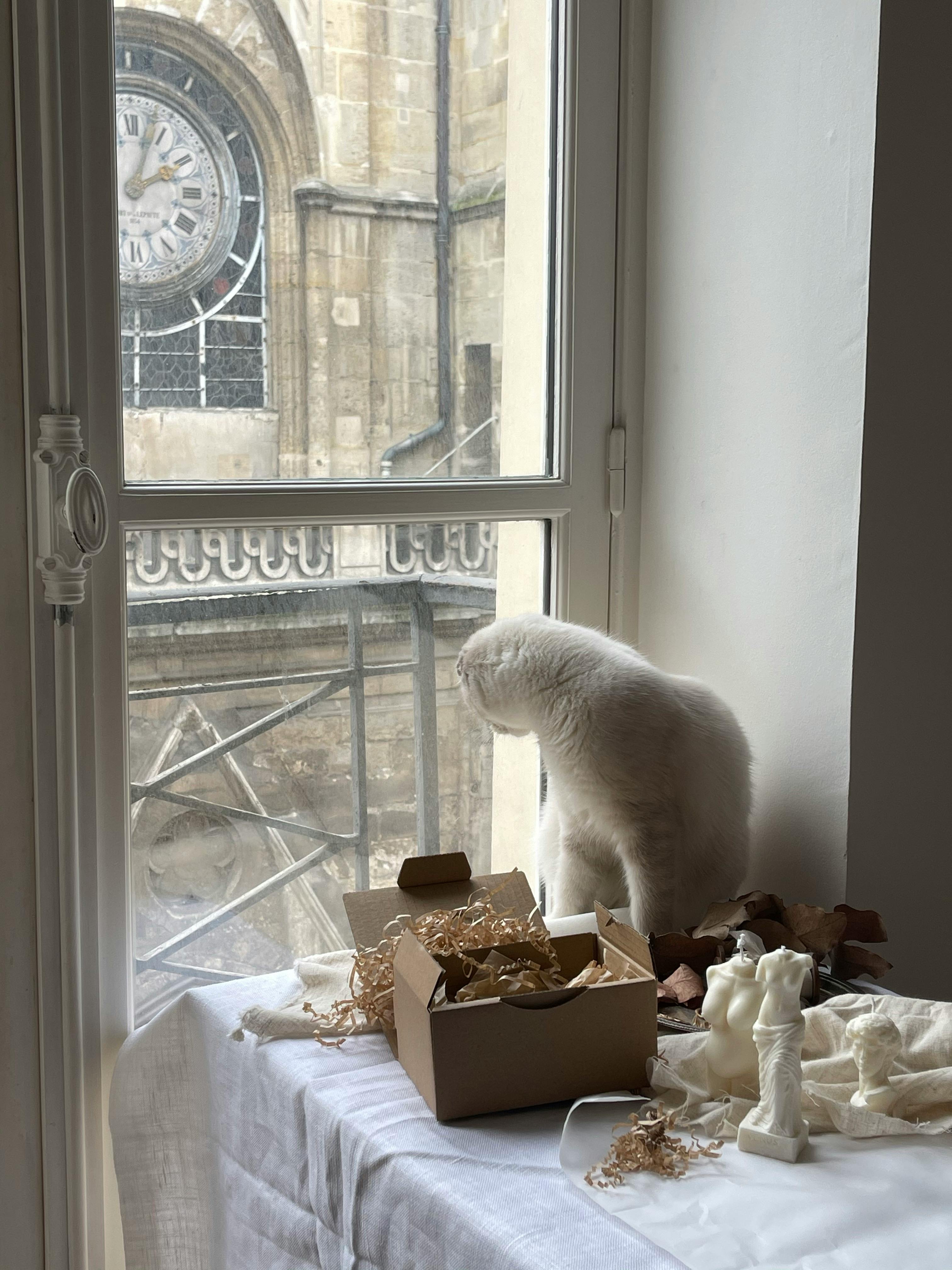 Tabby Cat Standing in a Circular Window · Free Stock Photo