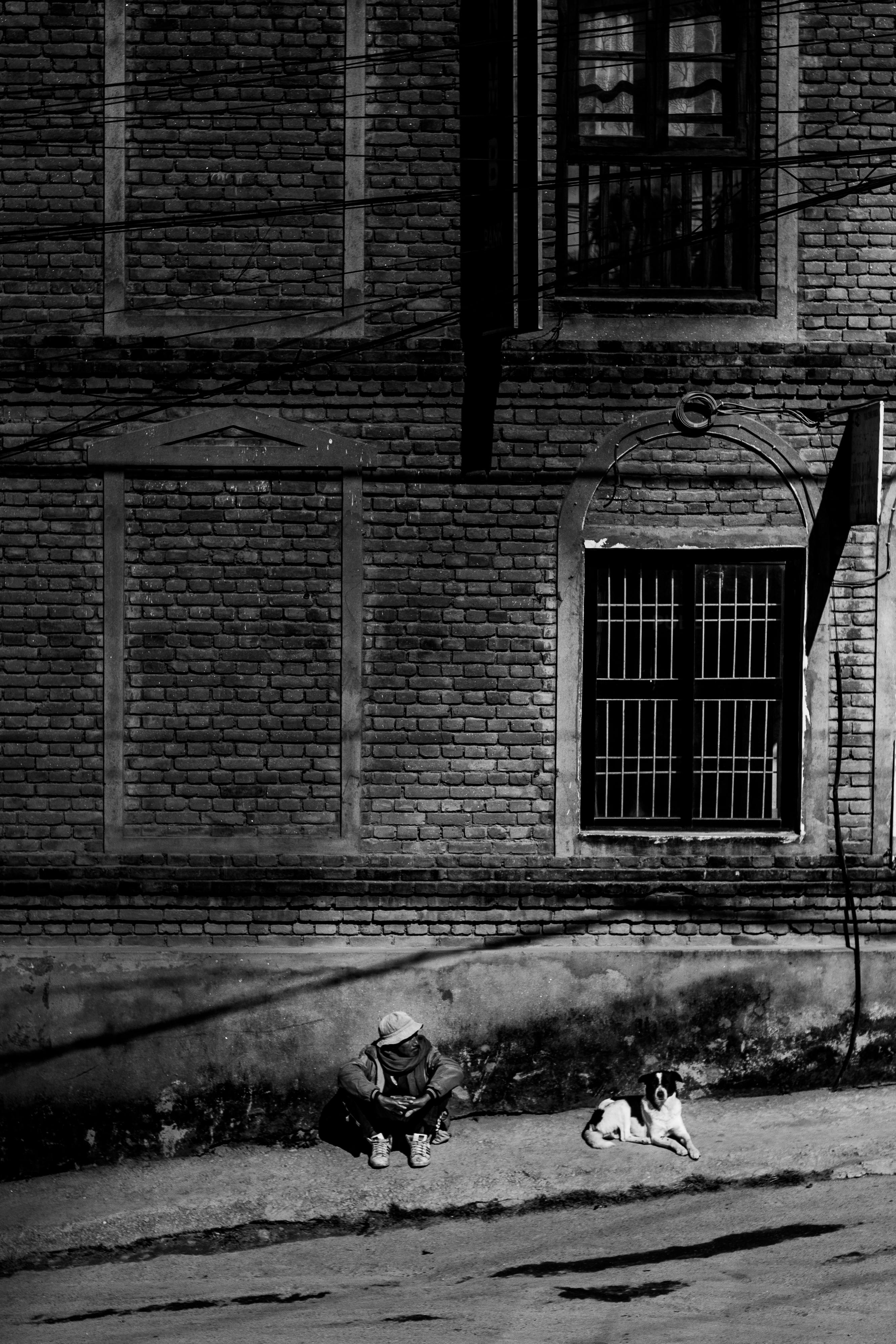 Brick Dog Photos, Download The BEST Free Brick Dog Stock Photos & HD Images