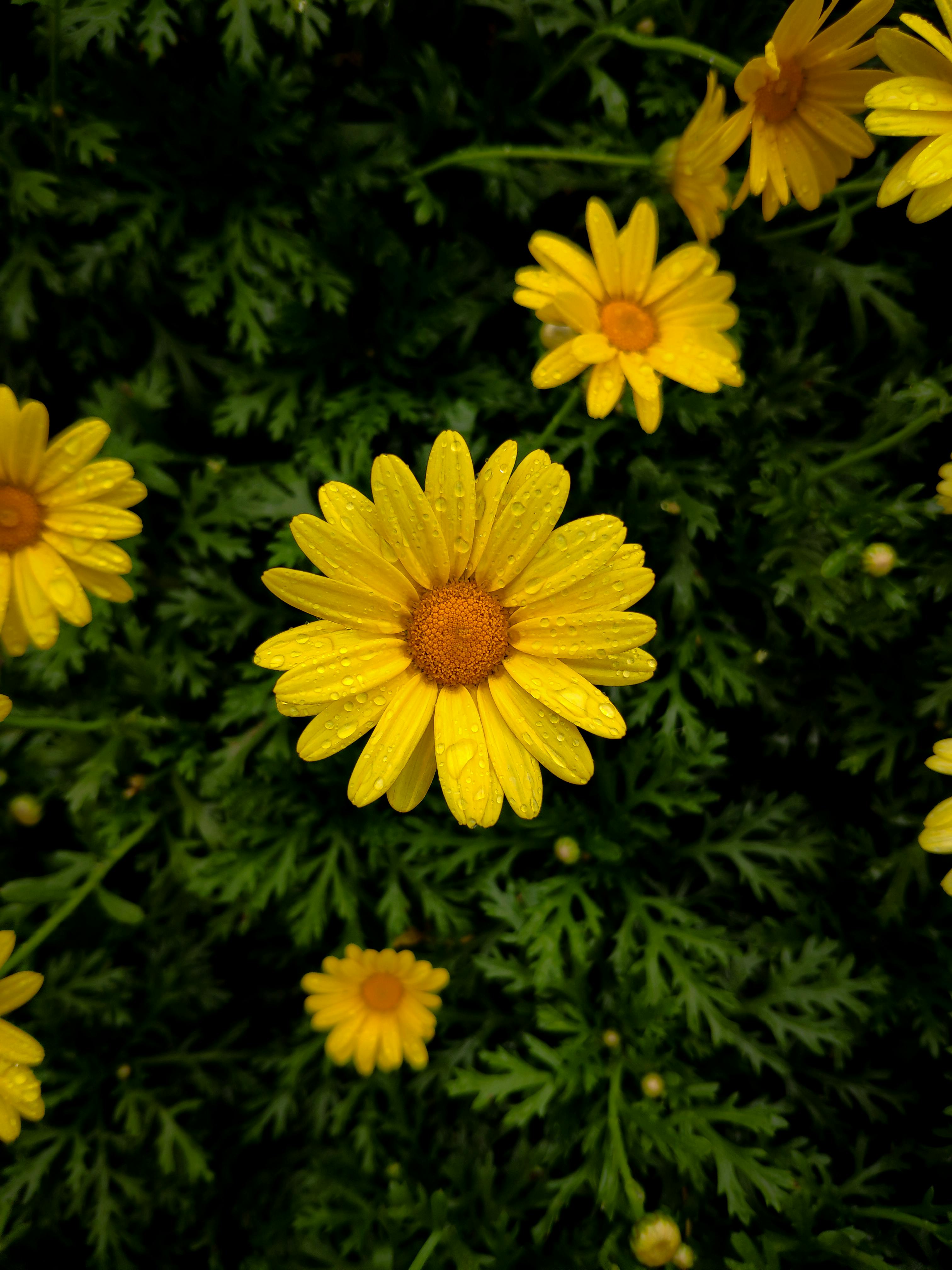 Flower Petals Photos, Download The BEST Free Flower Petals Stock Photos ...