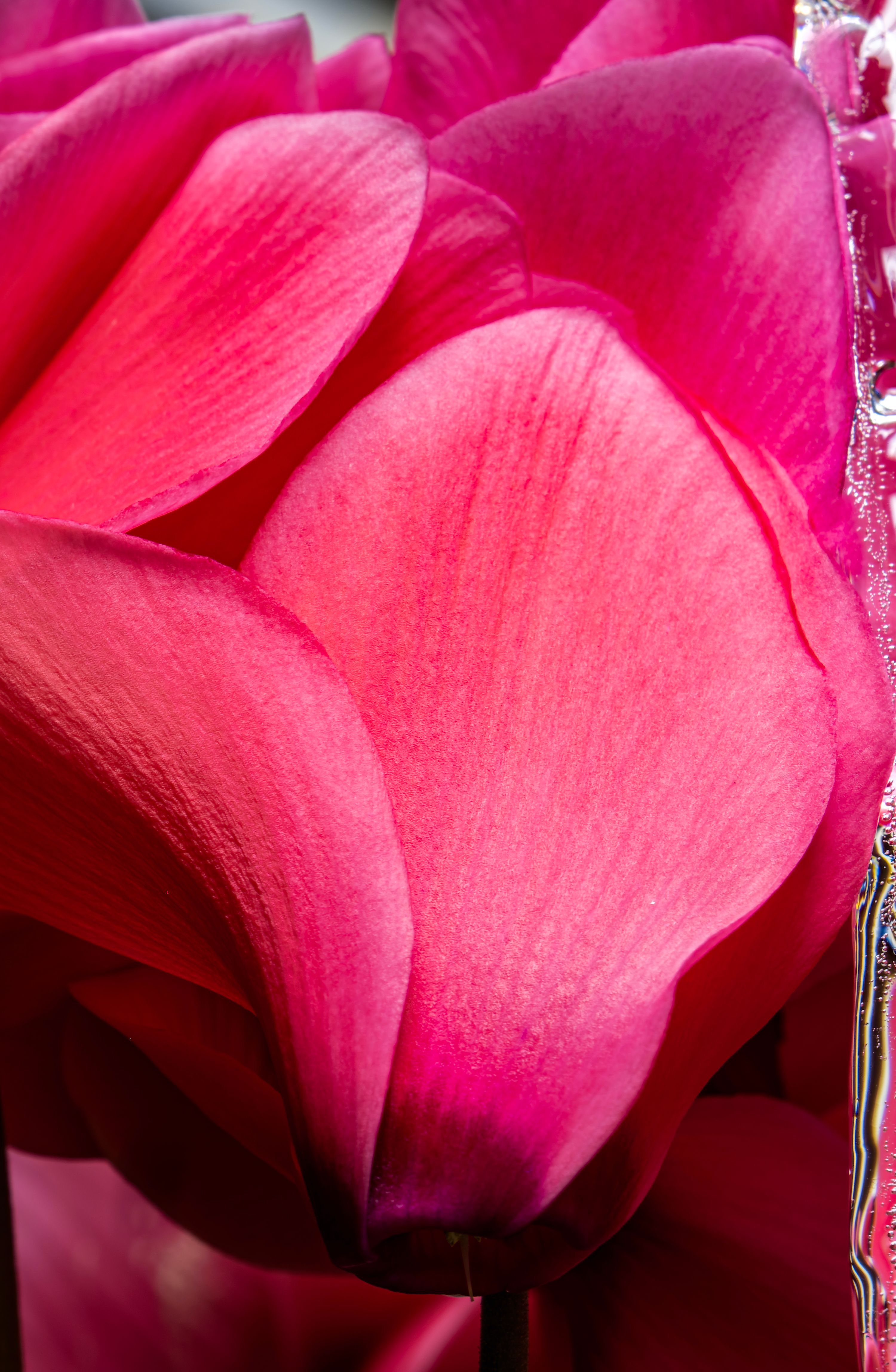Close-up of Bright Pink Flower Petals · Free Stock Photo