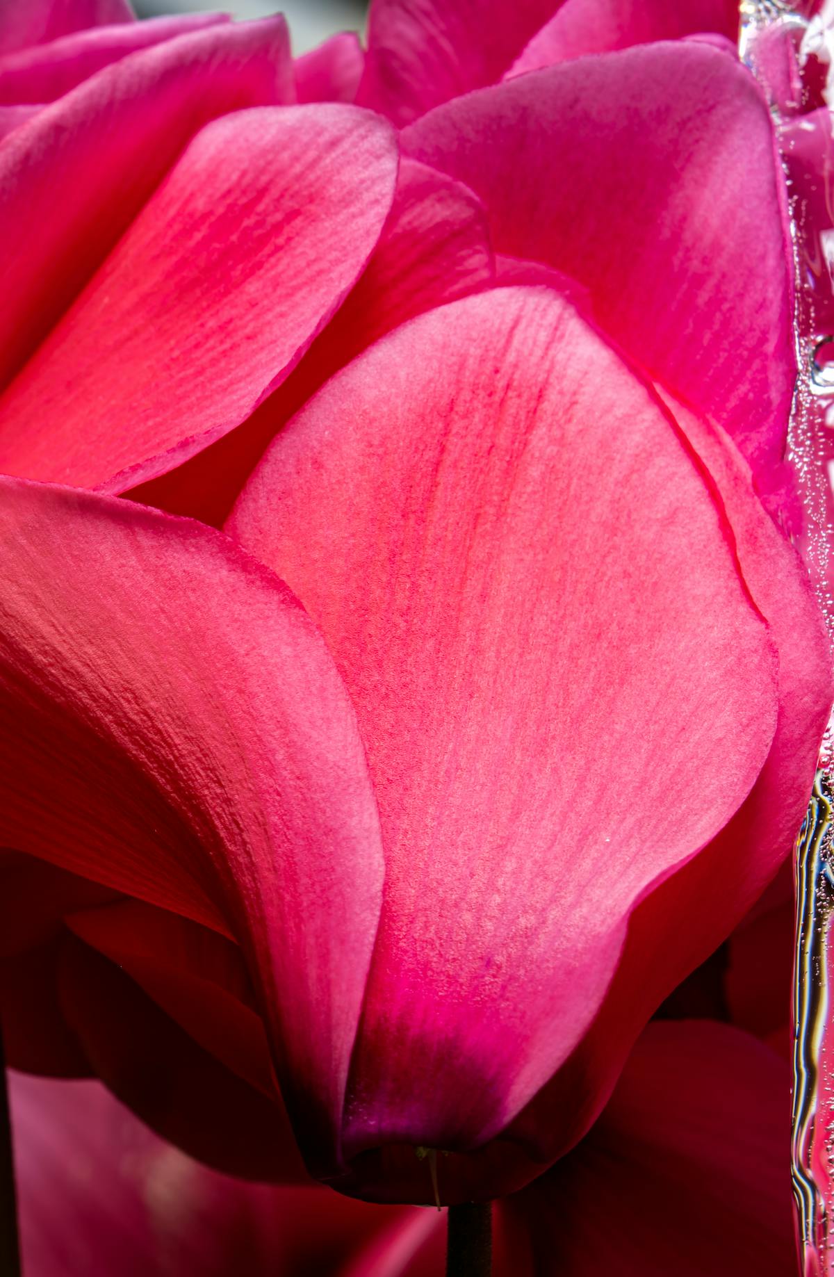 Flower Petals Photos, Download The BEST Free Flower Petals Stock Photos ...