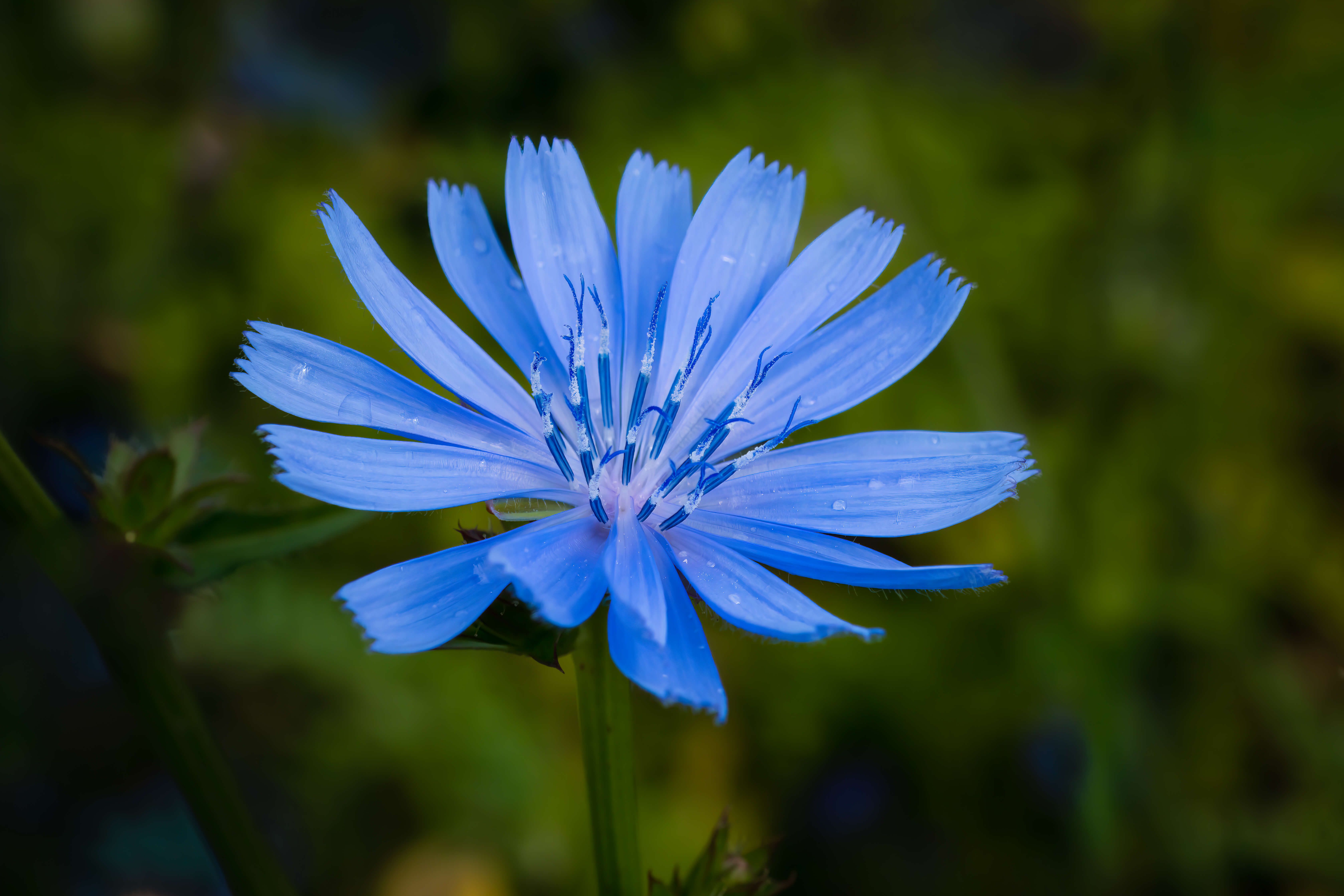 Chicory Photos, Download The BEST Free Chicory Stock Photos & HD Images