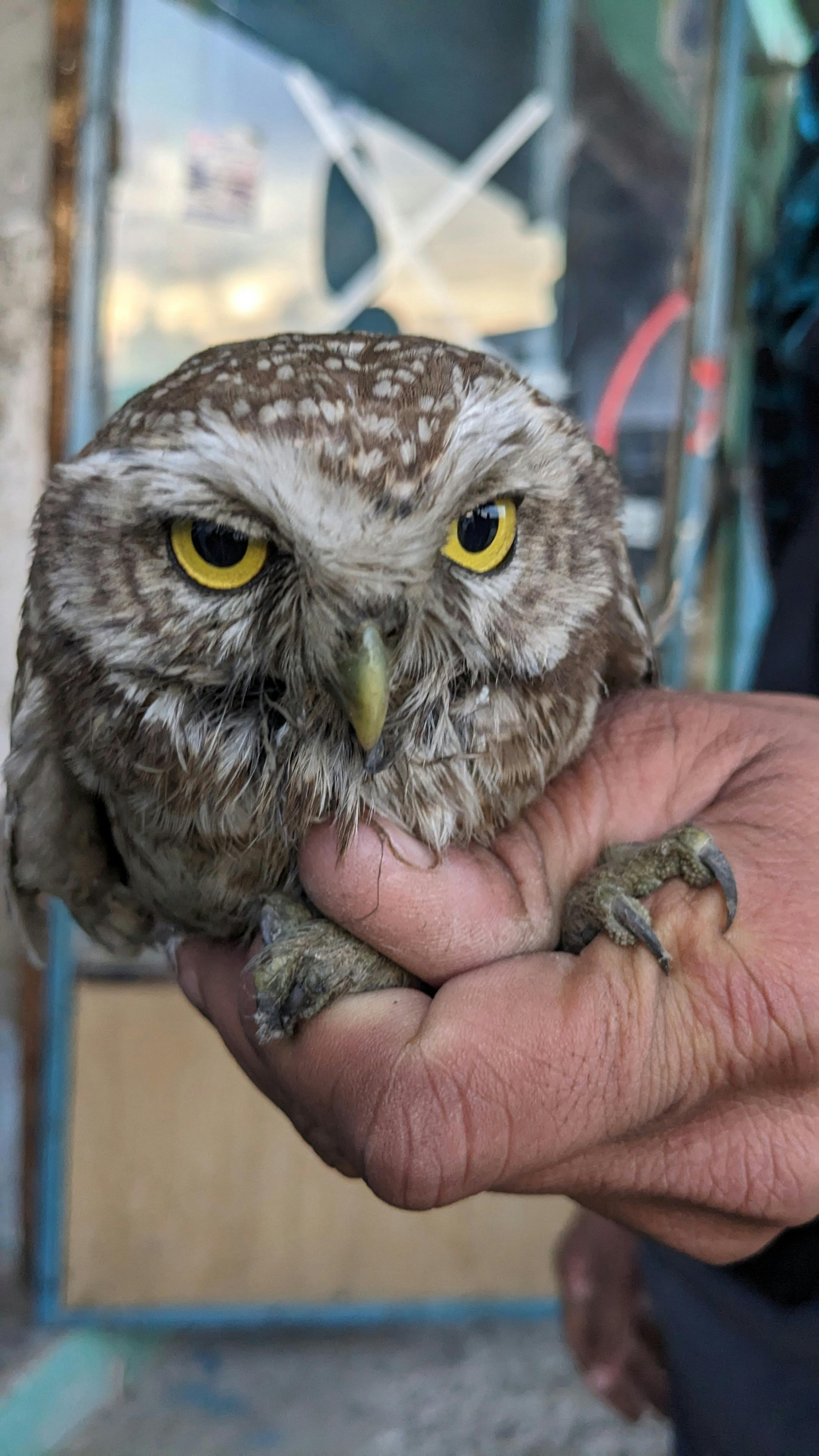 M Faraz kn - Fotografía