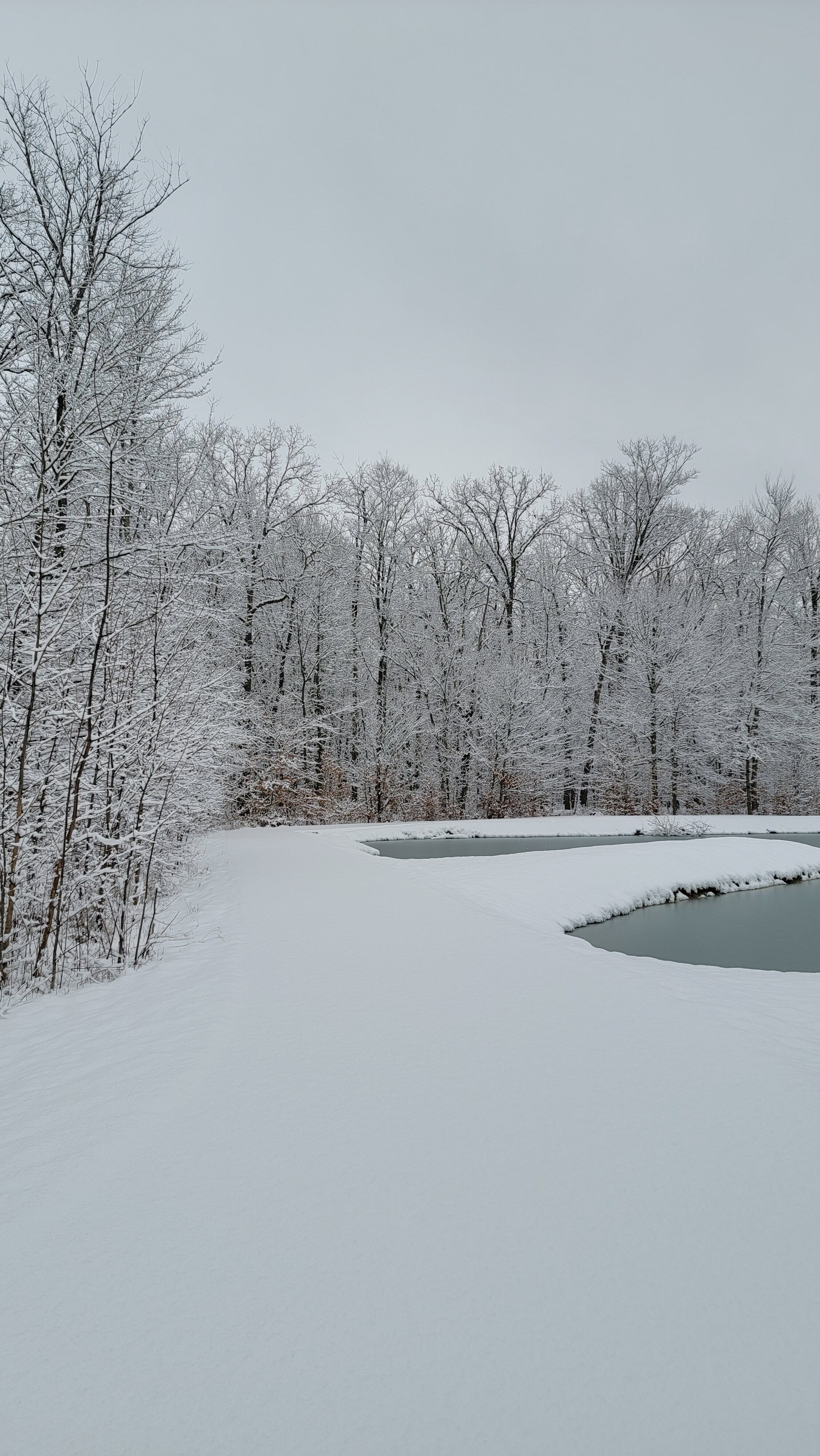 Scenic Winter Landscape with Trees Covered in Snow · Free Stock Photo