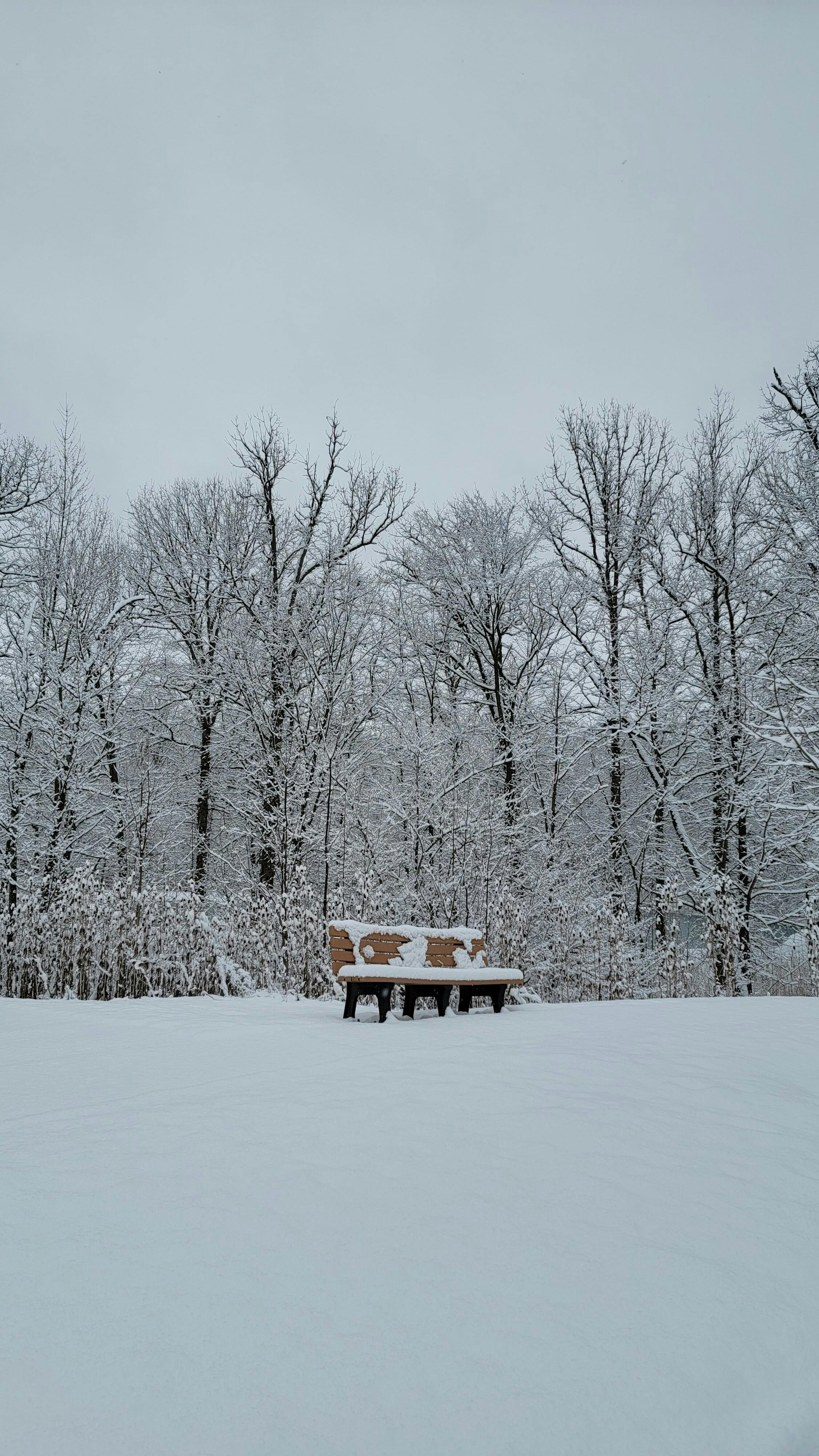 Overcast over Trees in Winter · Free Stock Photo