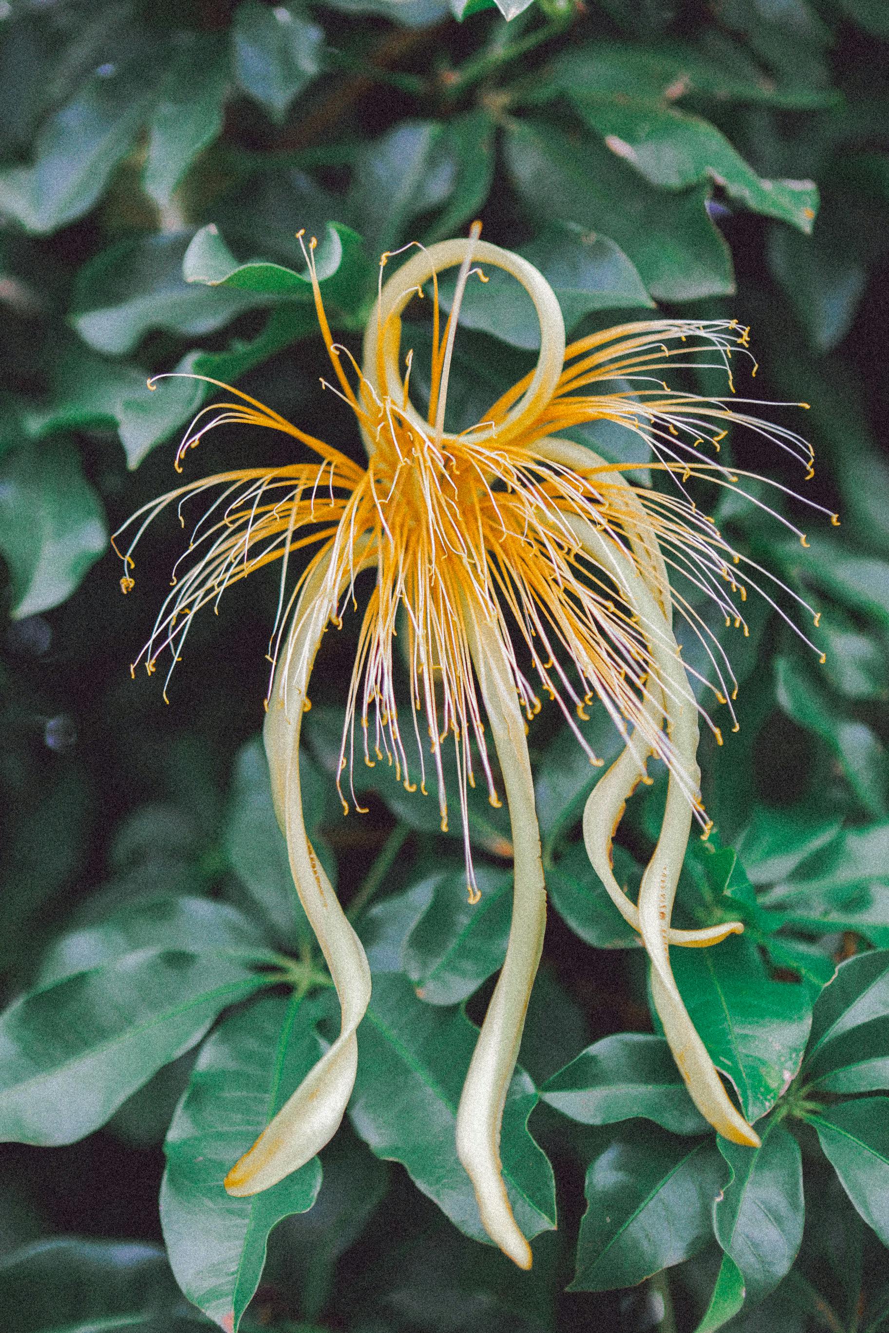 Close-up of a Pachira Flower · Free Stock Photo
