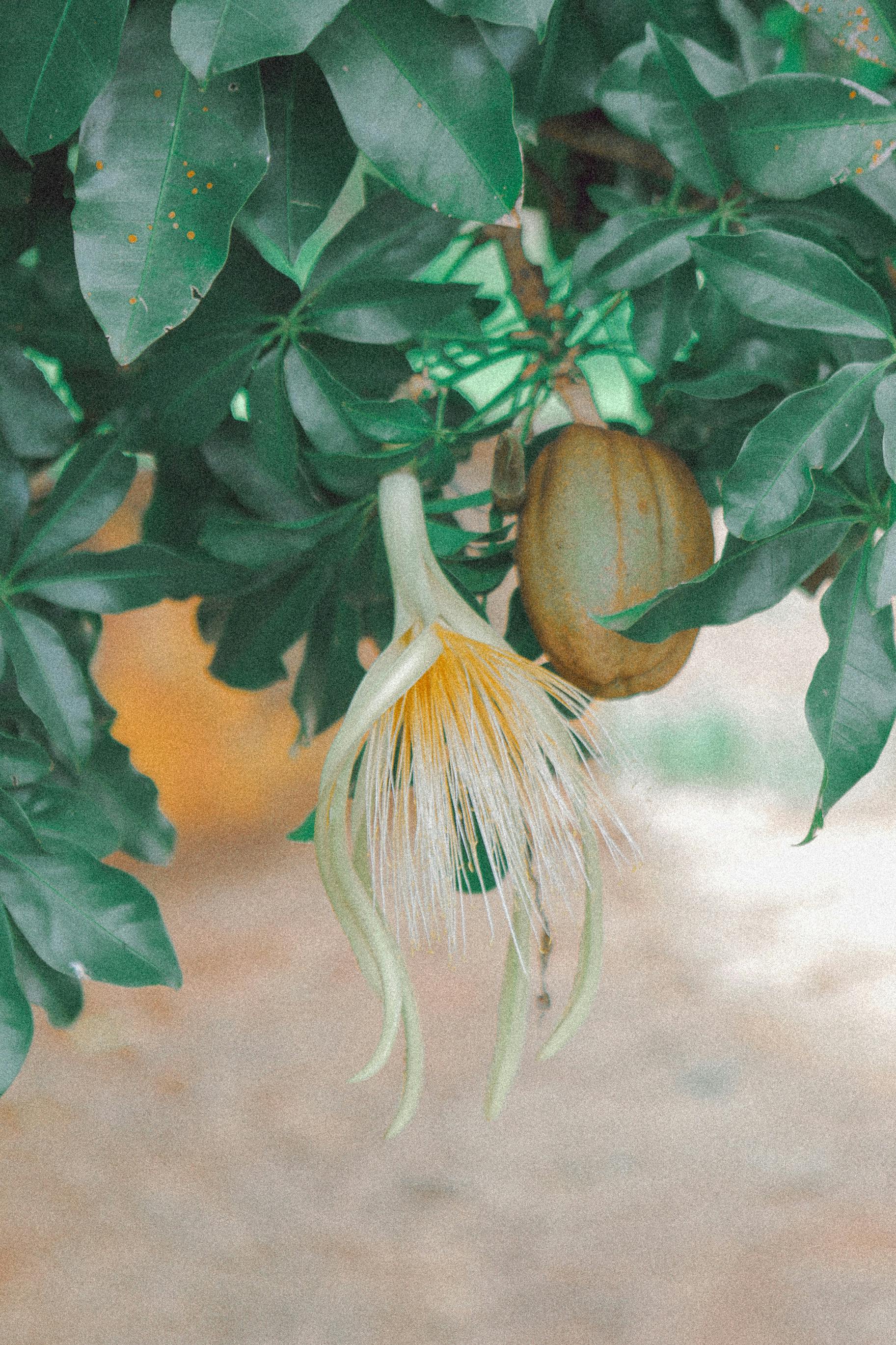 Cocoa Tree Flowers Photos, Download The BEST Free Cocoa Tree Flowers ...