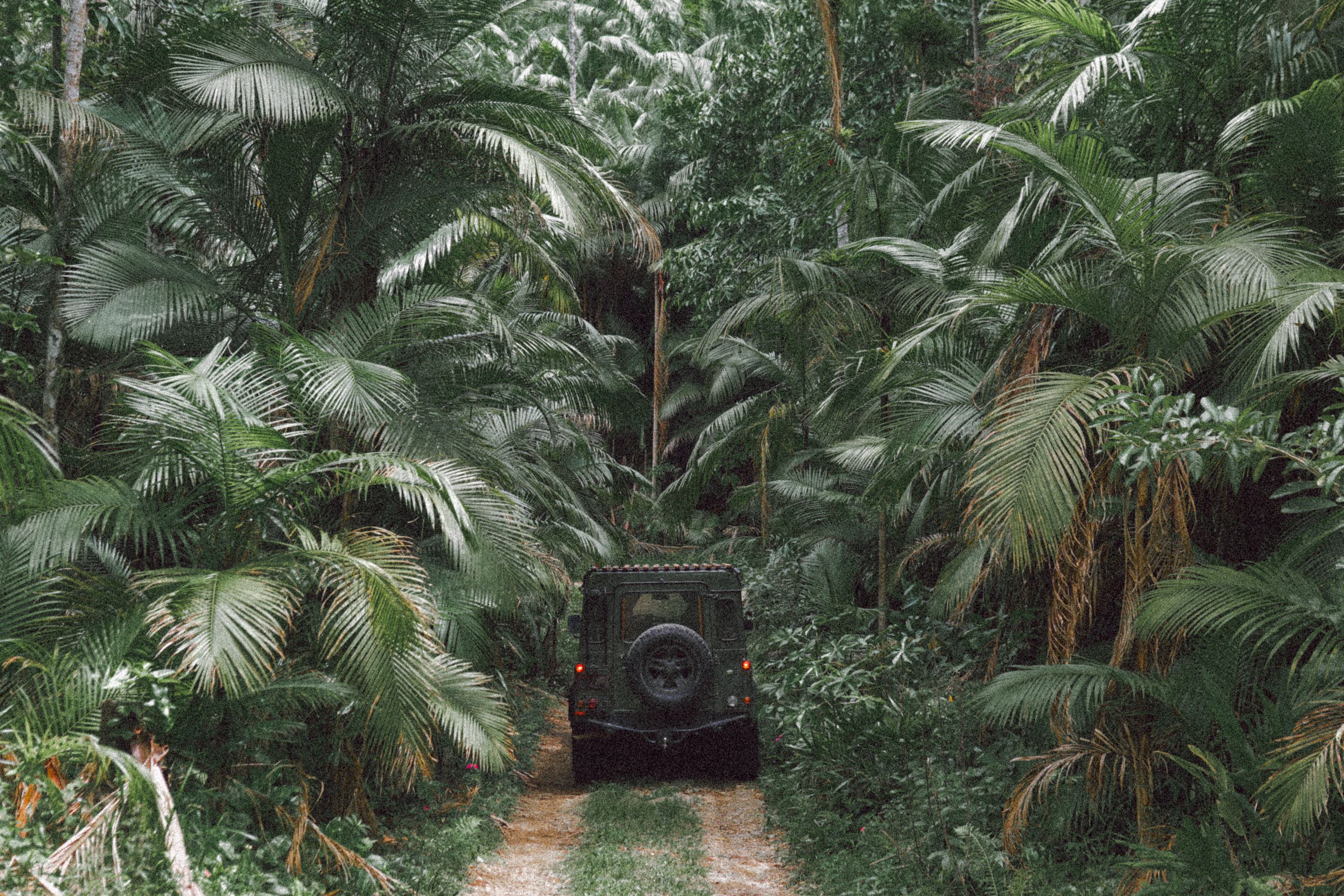 Jeep Driving through Jungle · Free Stock Photo