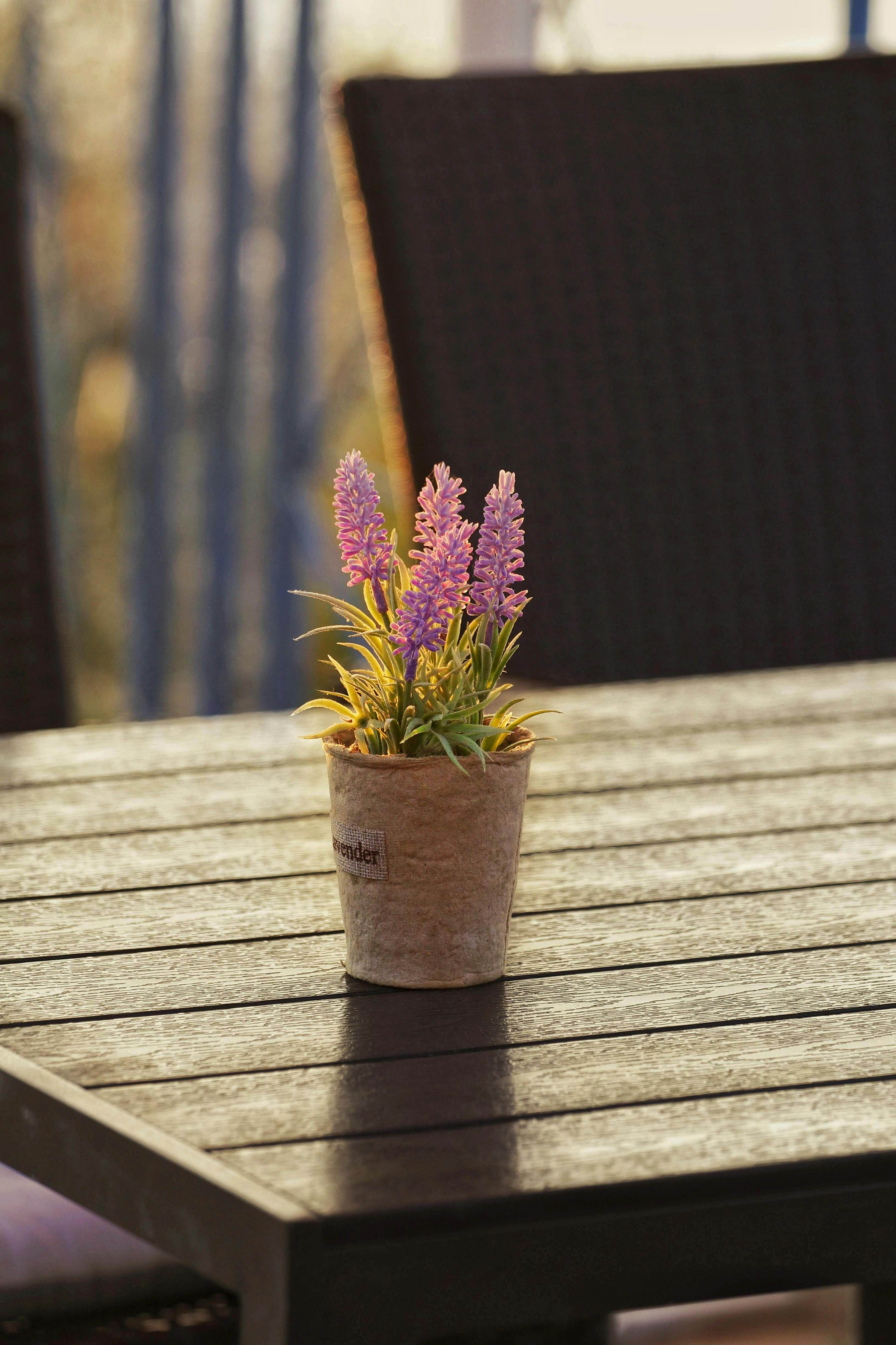 Pink Flowers in Pot on Table · Free Stock Photo