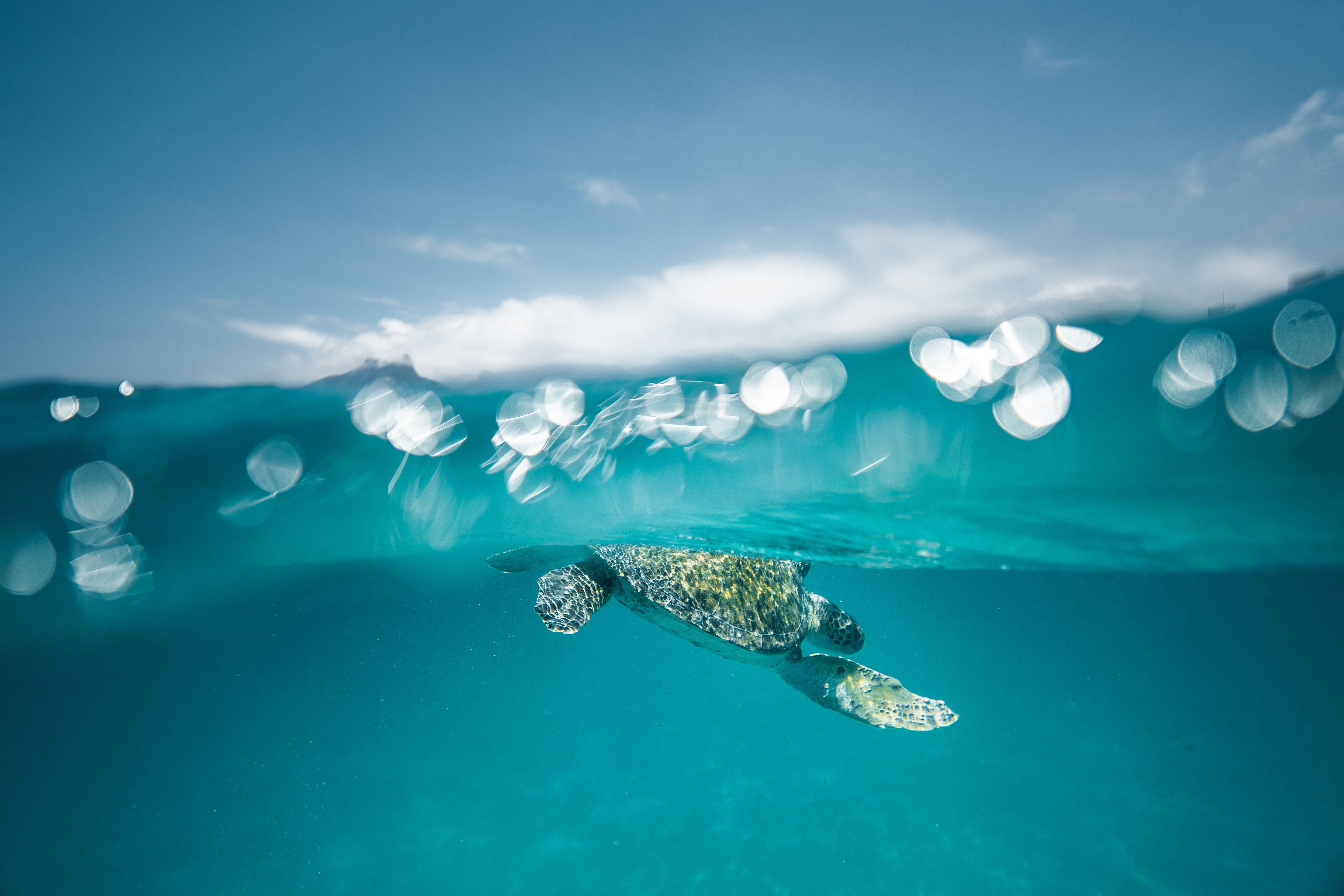 Tortoise Underwater Photos, Download The BEST Free Tortoise Underwater ...