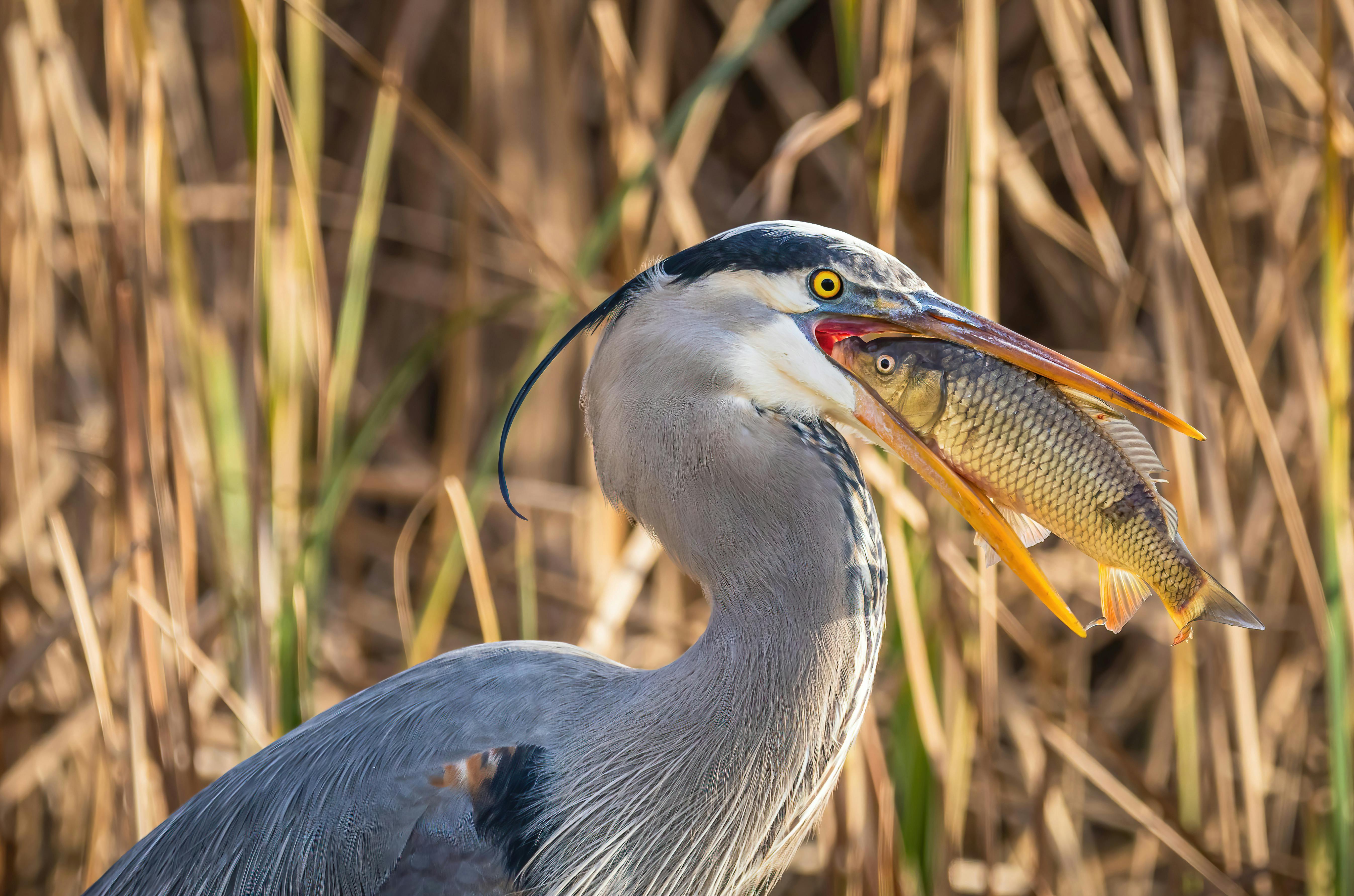 Close-up of a Heron Eating a Fish · Free Stock Photo