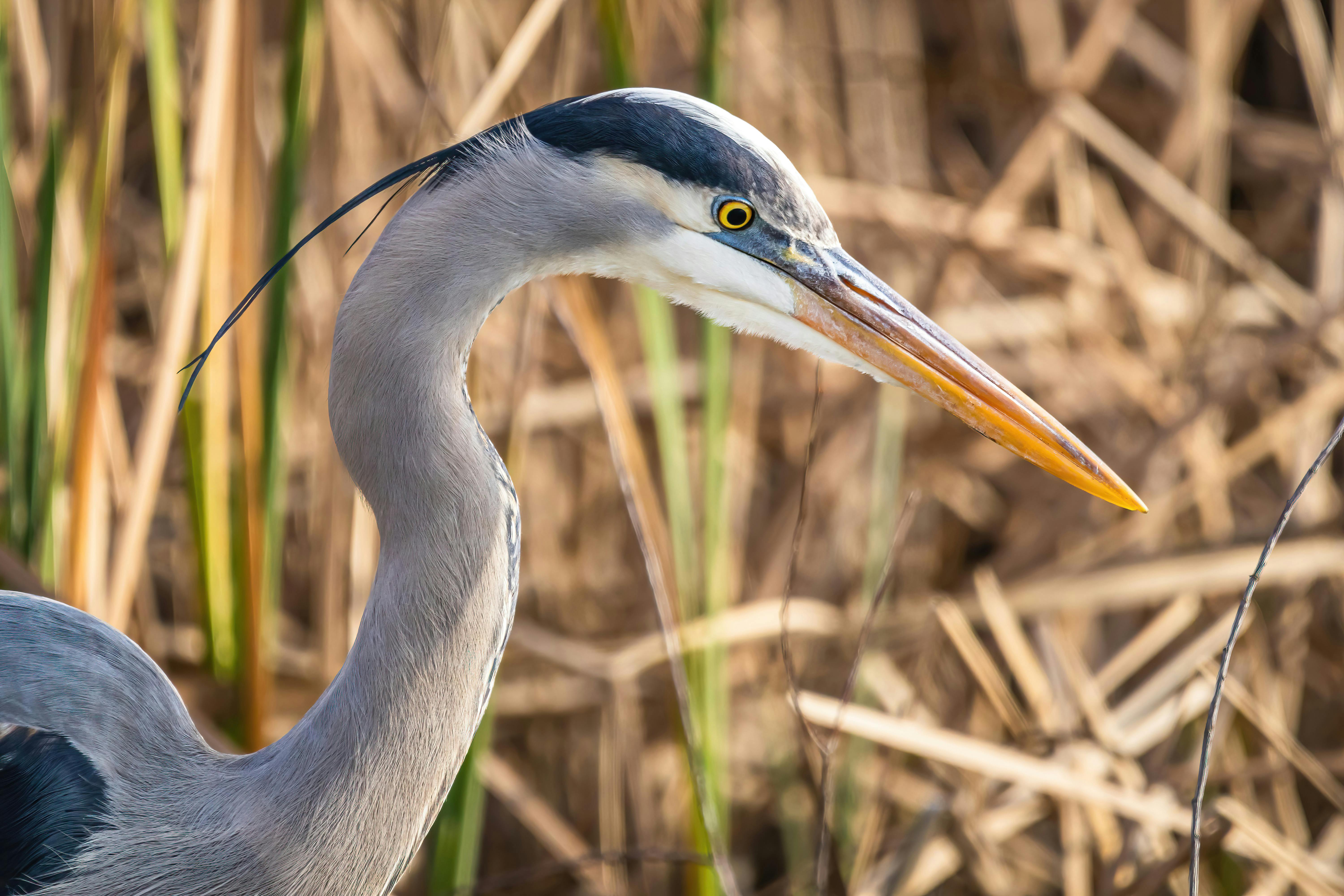 Close-Up Shot of a Great Blue Heron · Free Stock Photo