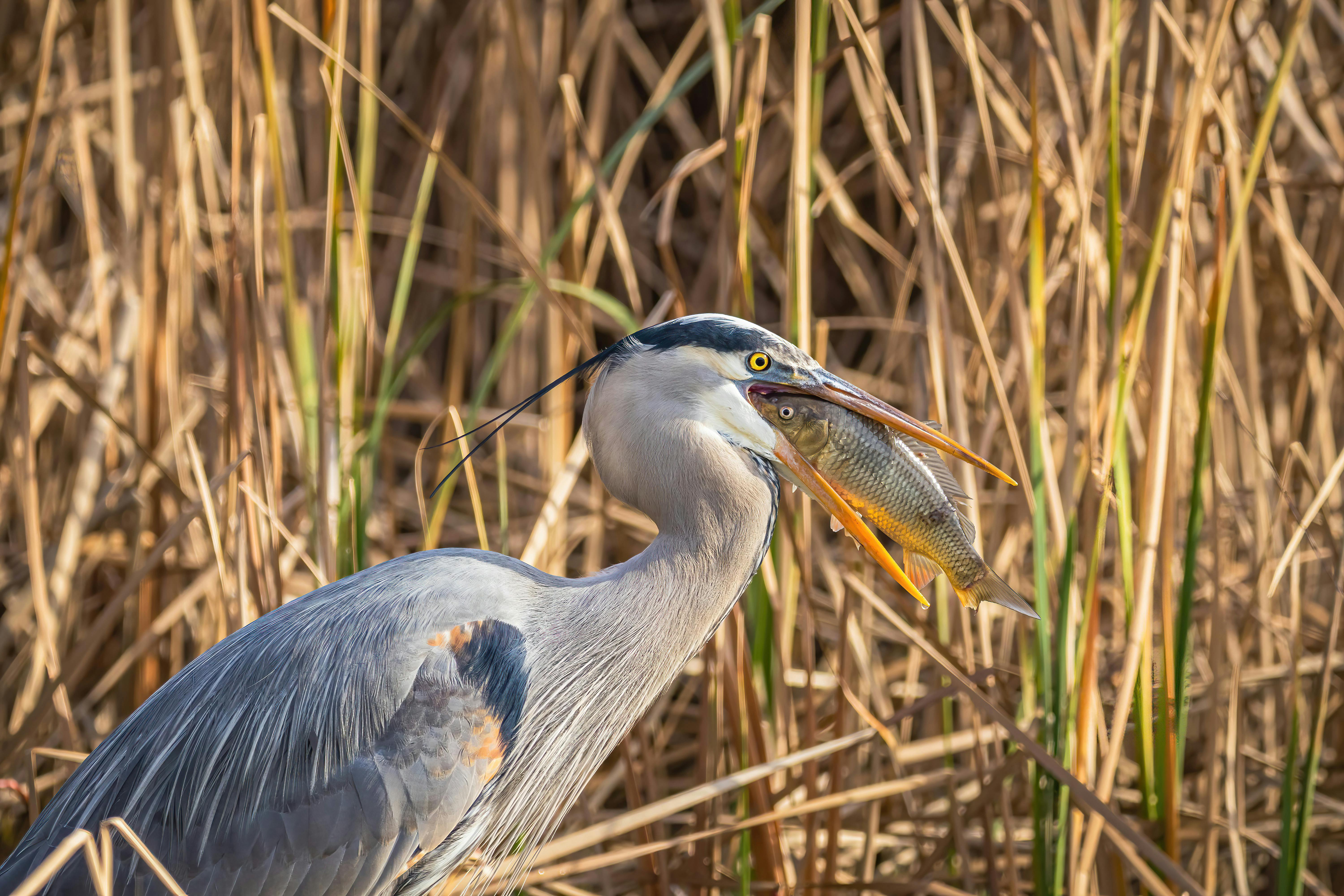 A Great Blue Heron Eating a Fish · Free Stock Photo