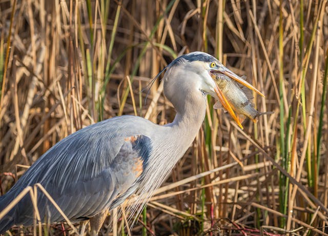 Does Cod Fish Have Fins and Scales? [Comprehensive Answer] - Nahf.org