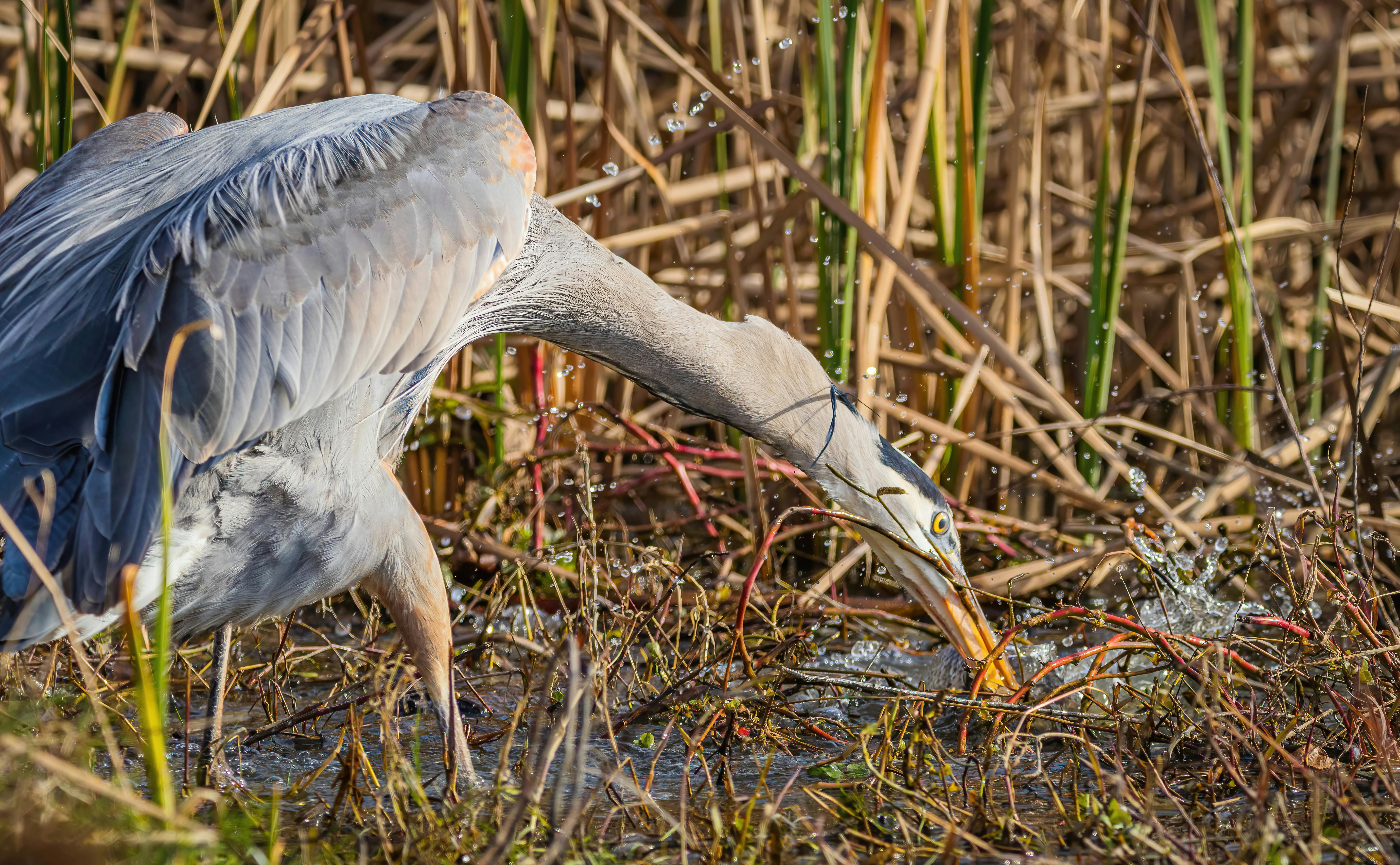 Foto de stock gratuita sobre agua, al aire libre, alimentación, animal ...