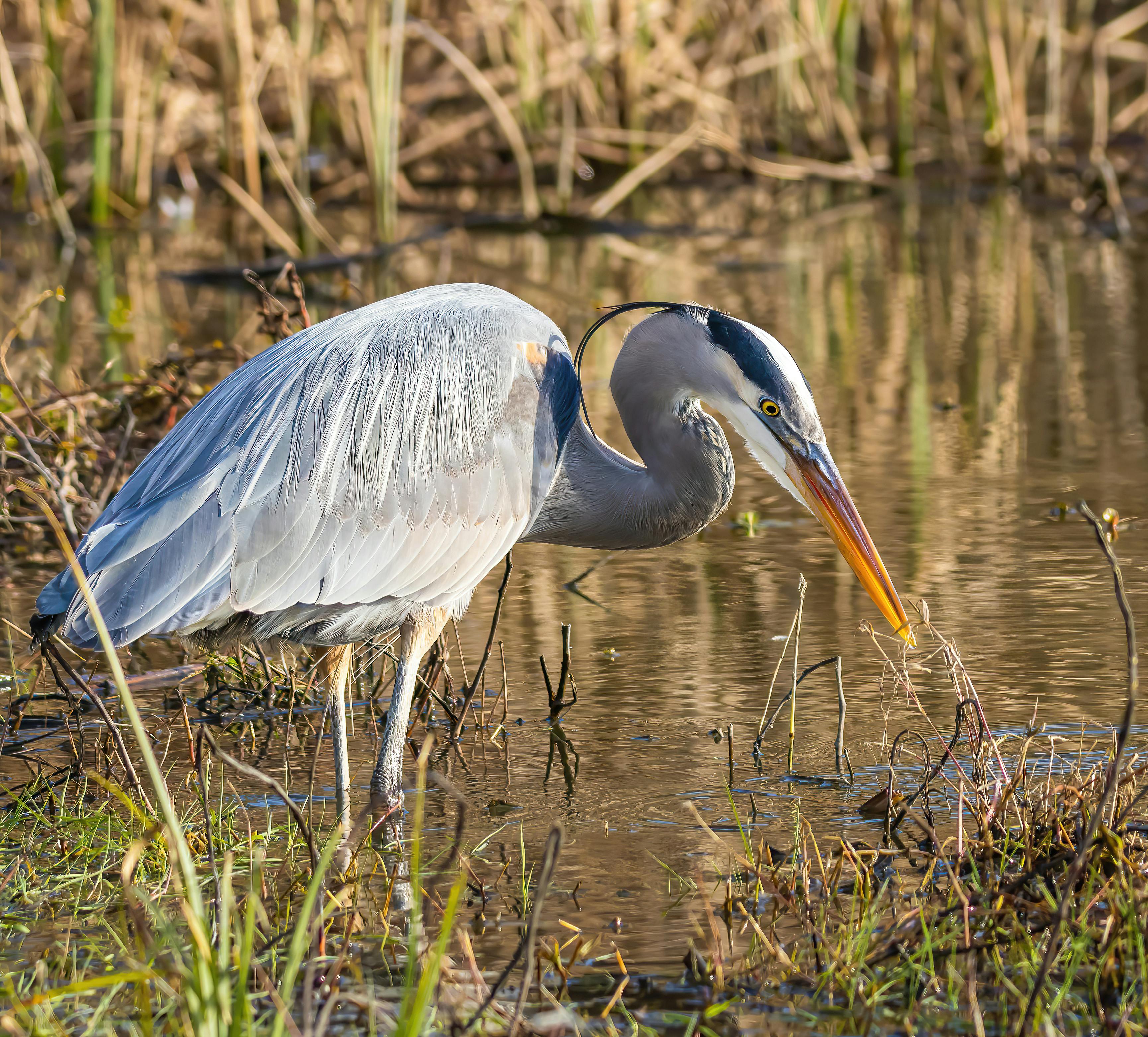 Photo of a Heron Standing in Water · Free Stock Photo