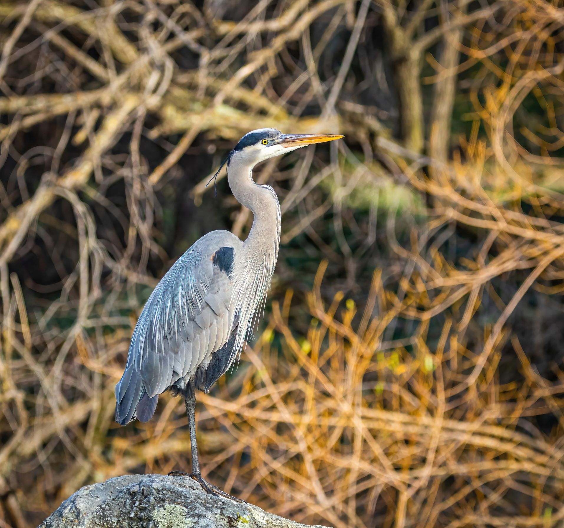 What Is the Huelga Bird? [Comprehensive Answer] - Nahf.org