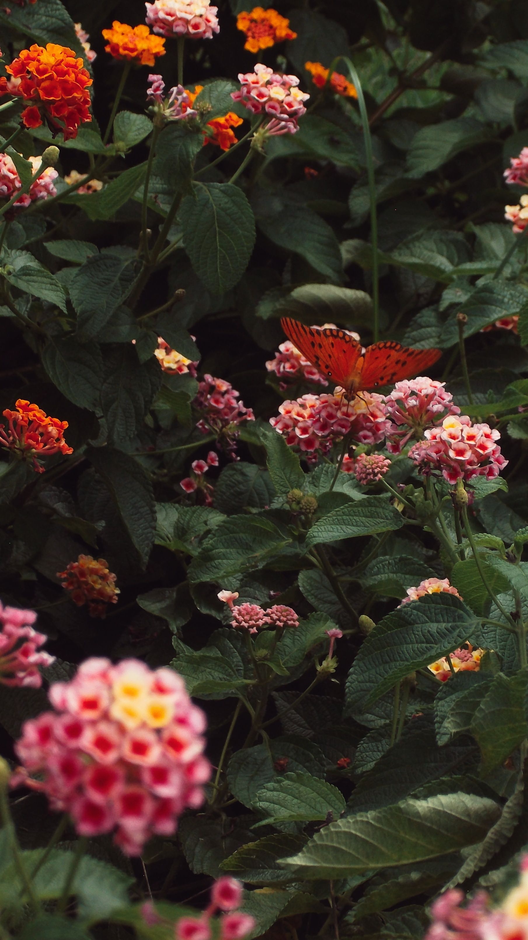 A red butterfly on a flower in a garden · Free Stock Photo