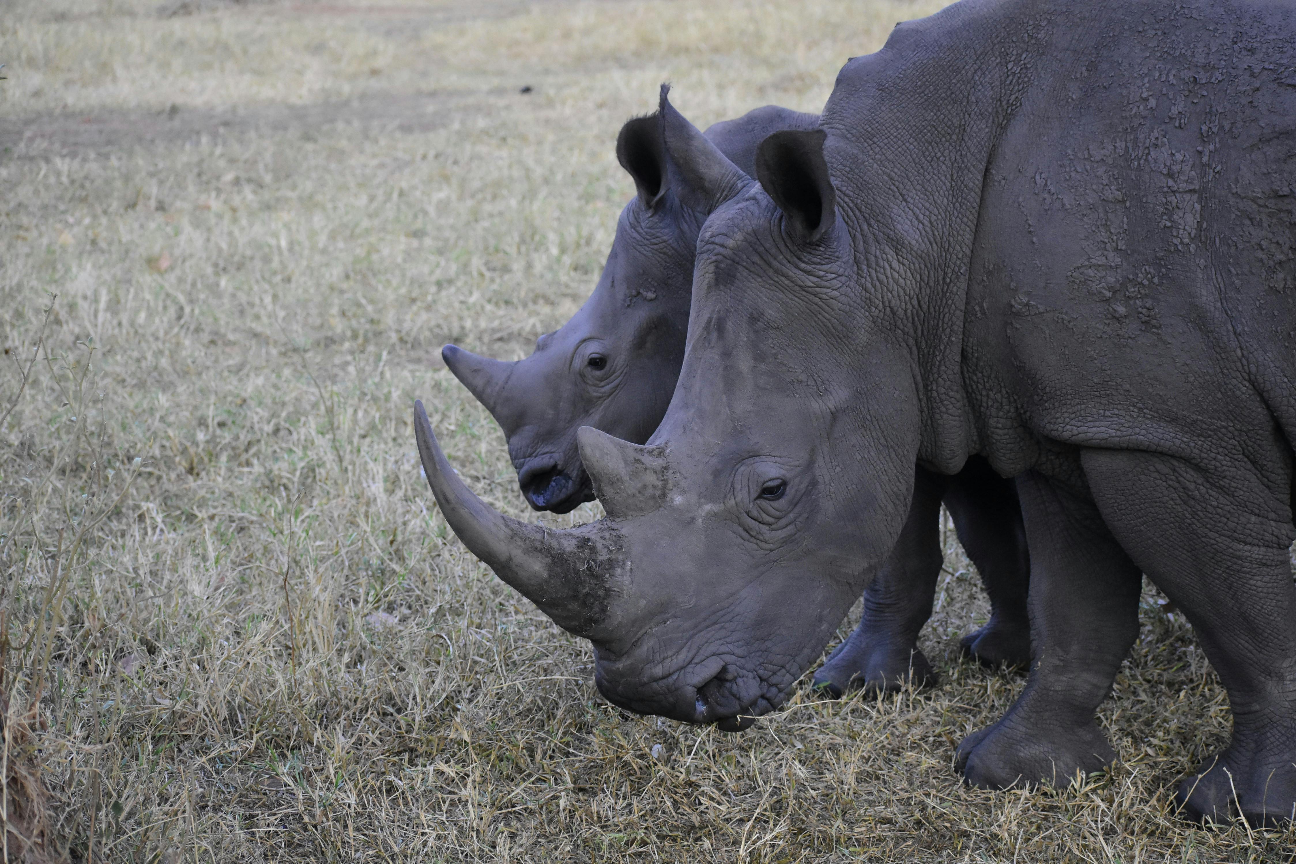 Close Up Photo of Rhinoceros · Free Stock Photo
