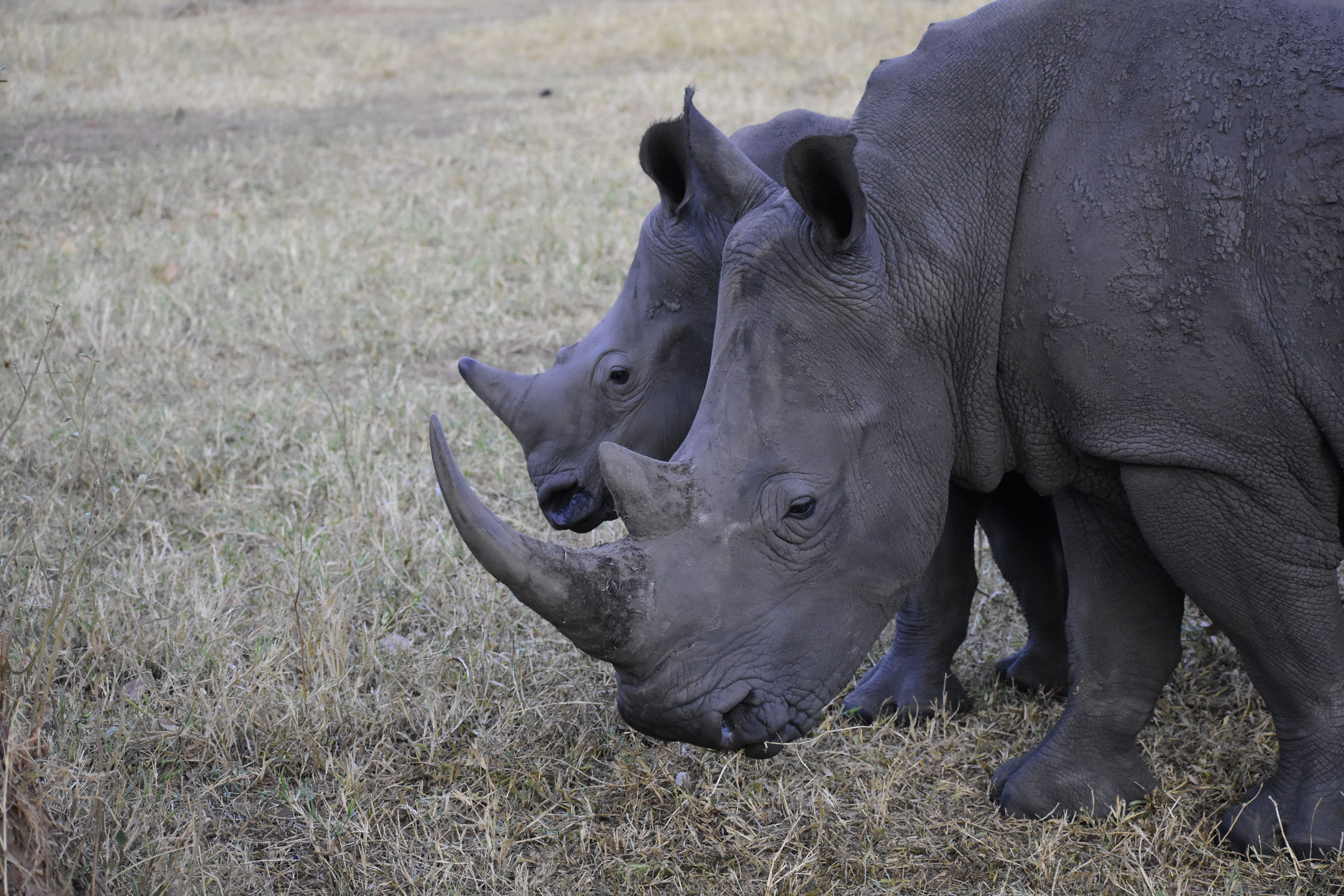 Close Up Photo of Rhinoceros · Free Stock Photo