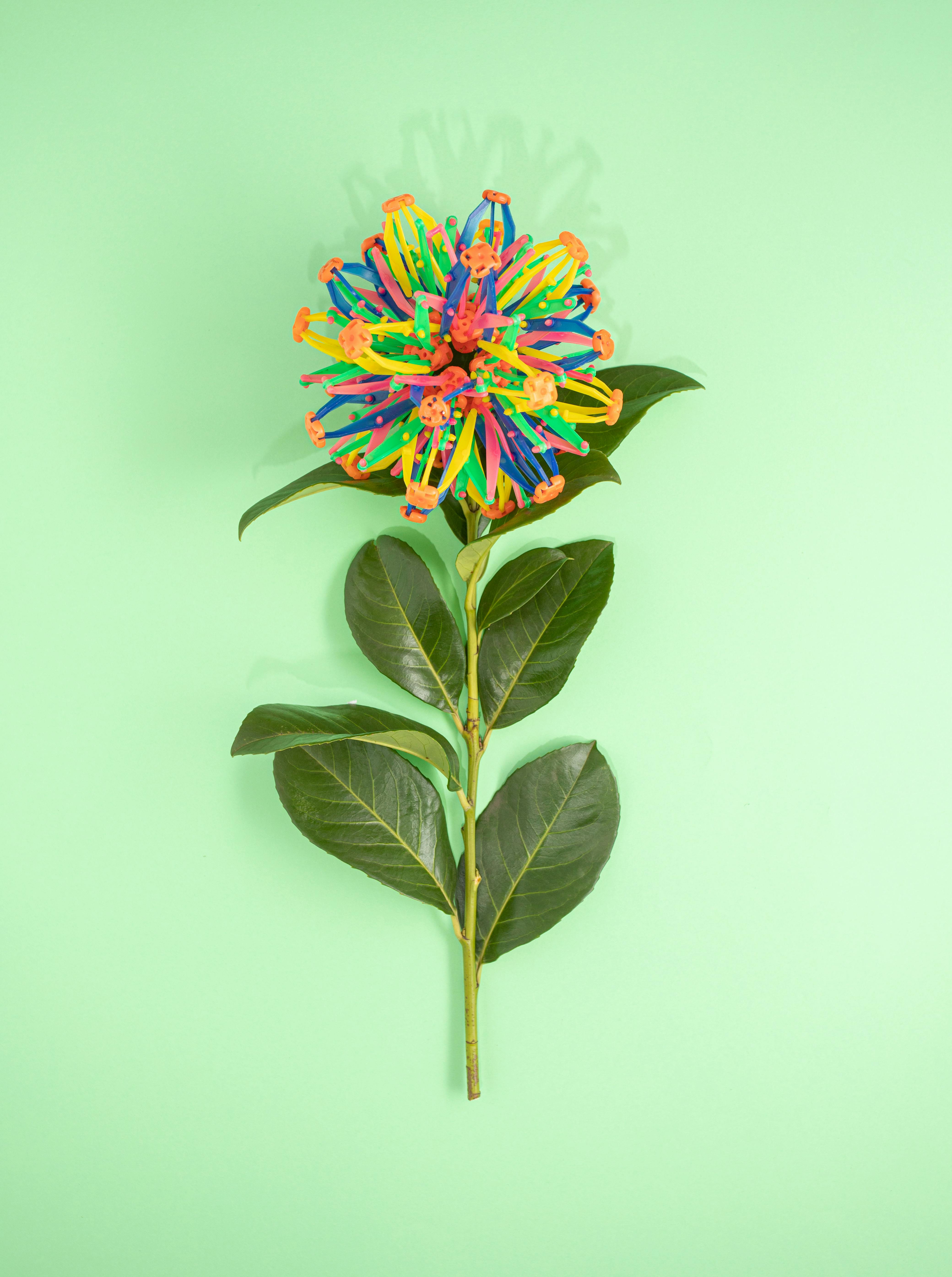 Colorful Flower Decoration on Green Background · Free Stock Photo