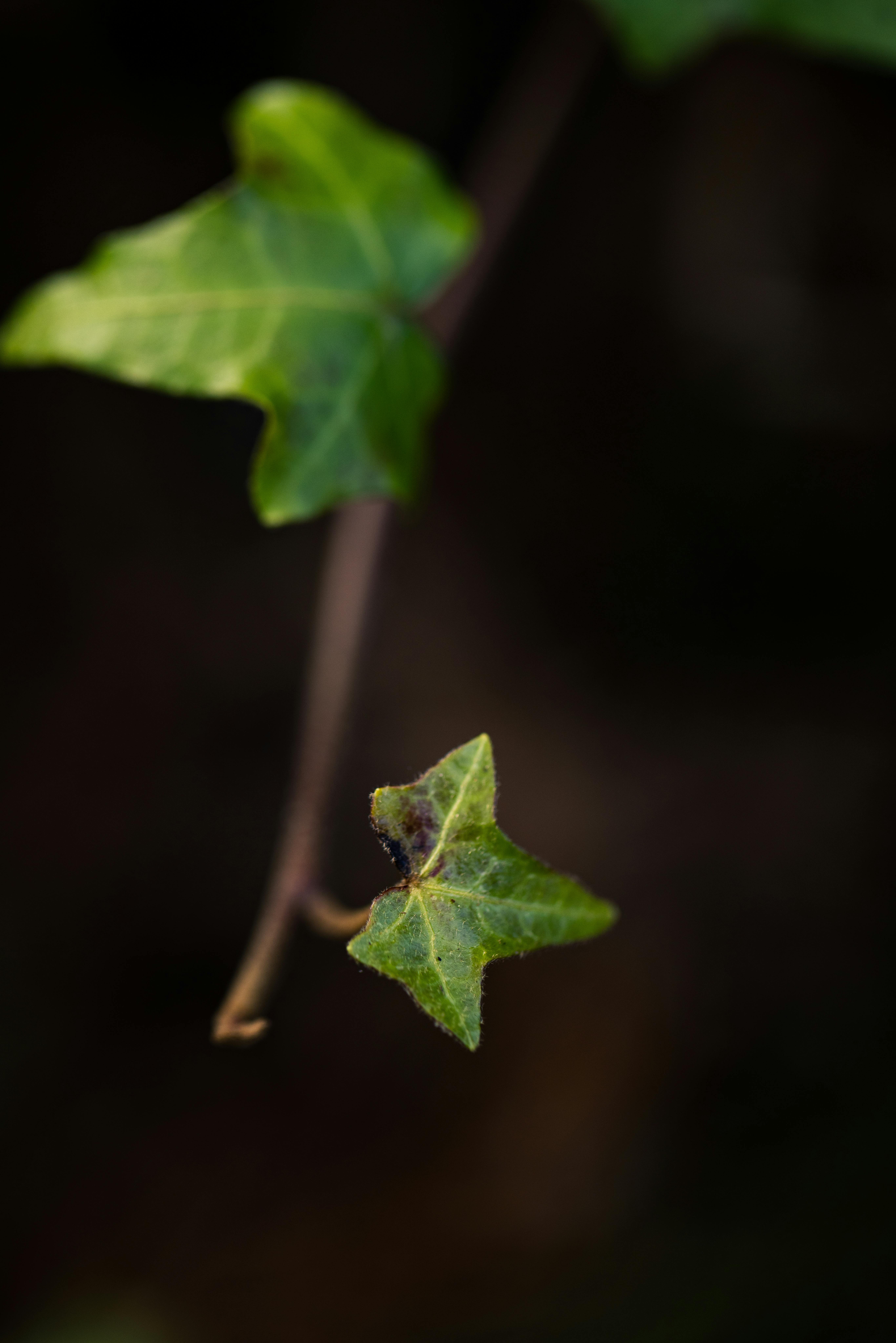 Close-up of a Fresh Ivy Leaf · Free Stock Photo