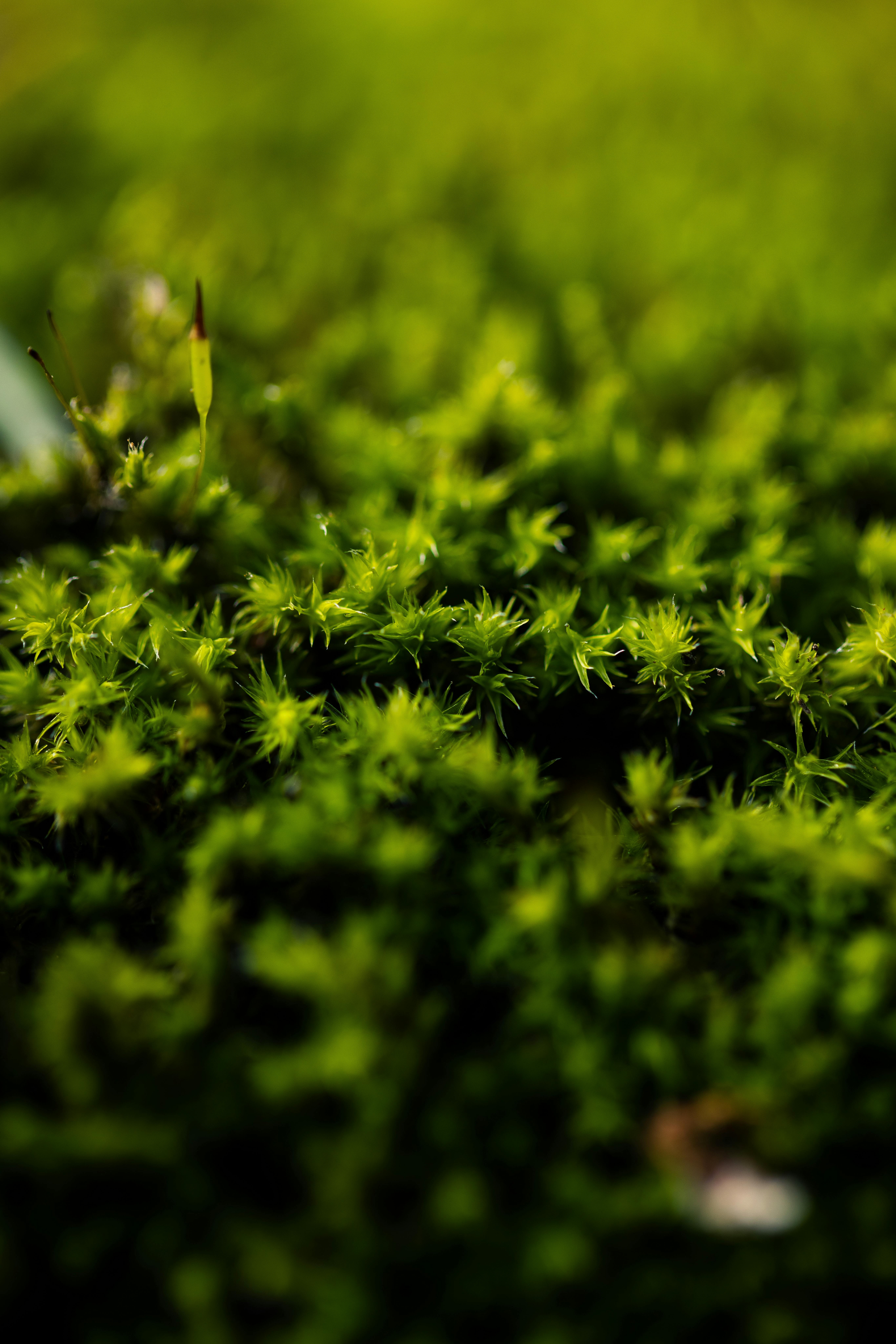 Close-up of Green Moss on Ground · Free Stock Photo