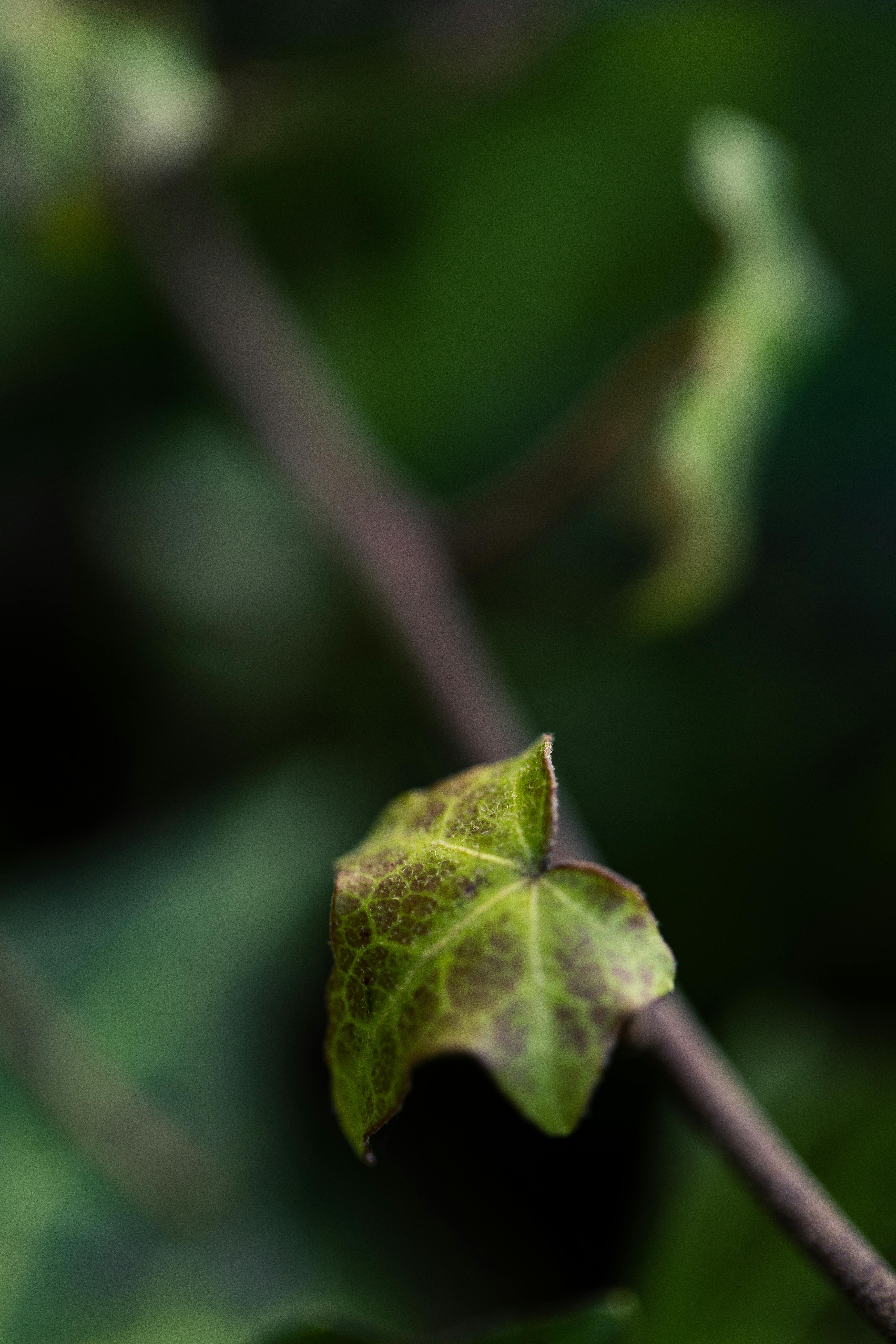 Close-up of a Fresh Ivy Leaf · Free Stock Photo