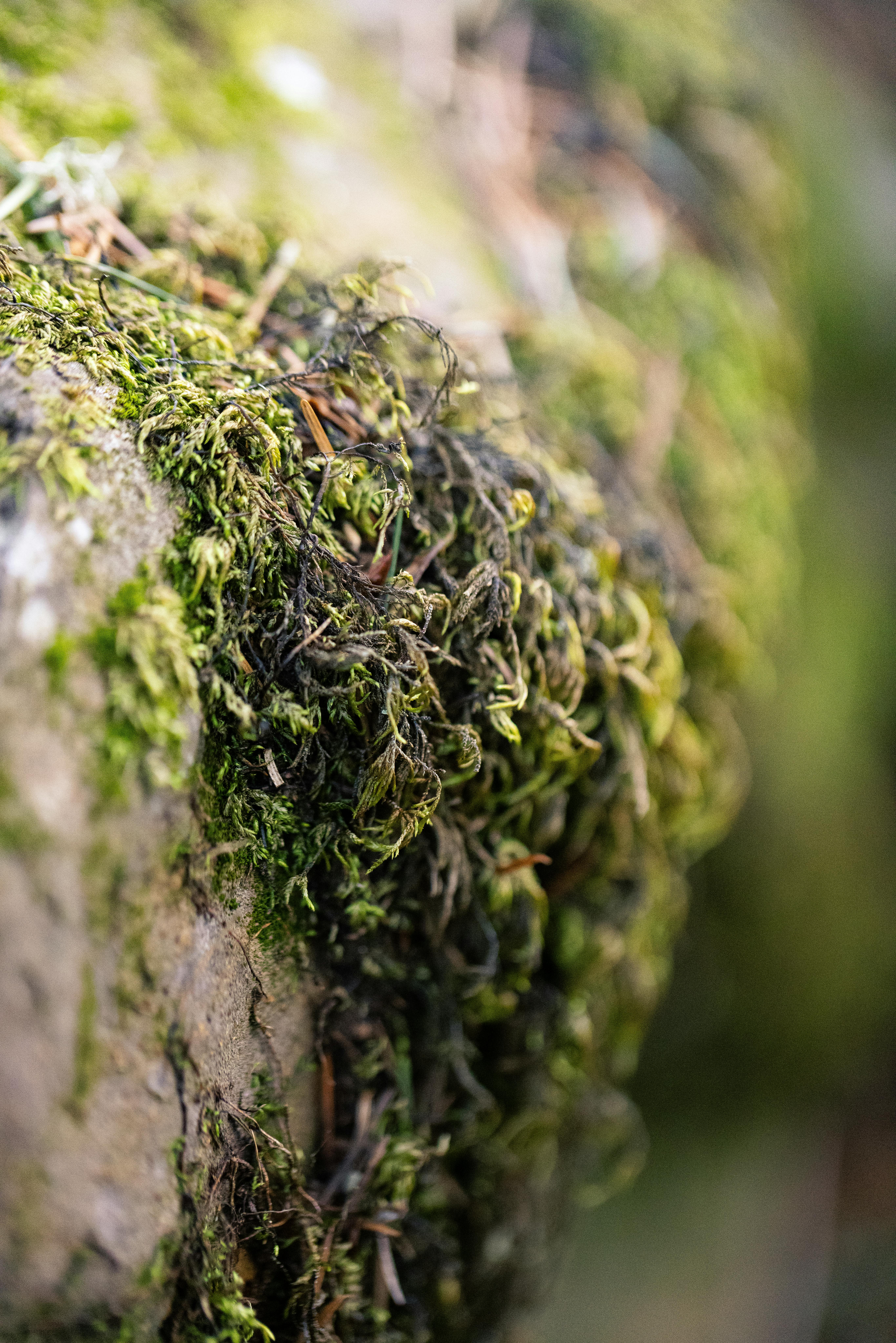 Close-up of Moss on Rock in Nature · Free Stock Photo