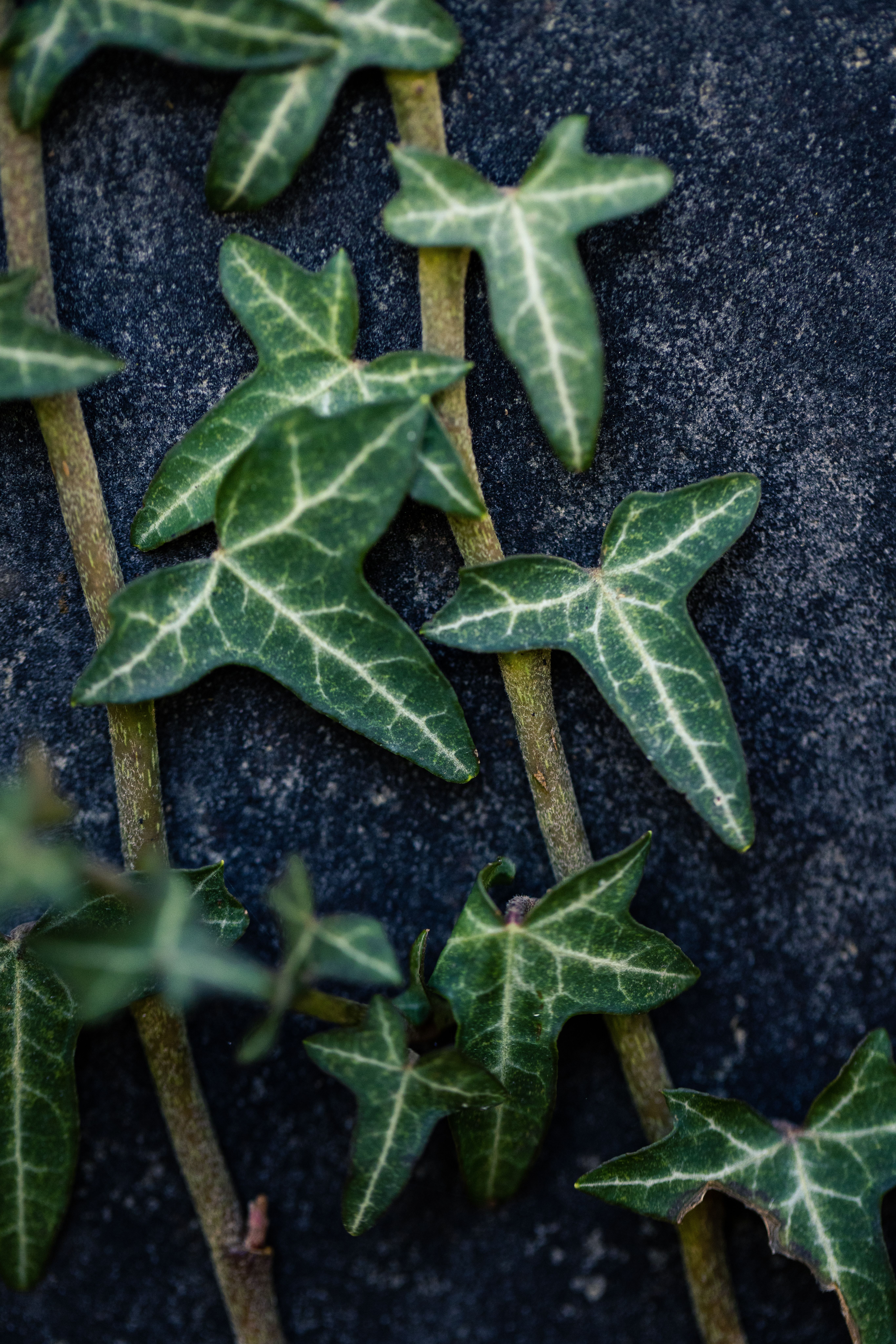Close-up of Ivy · Free Stock Photo