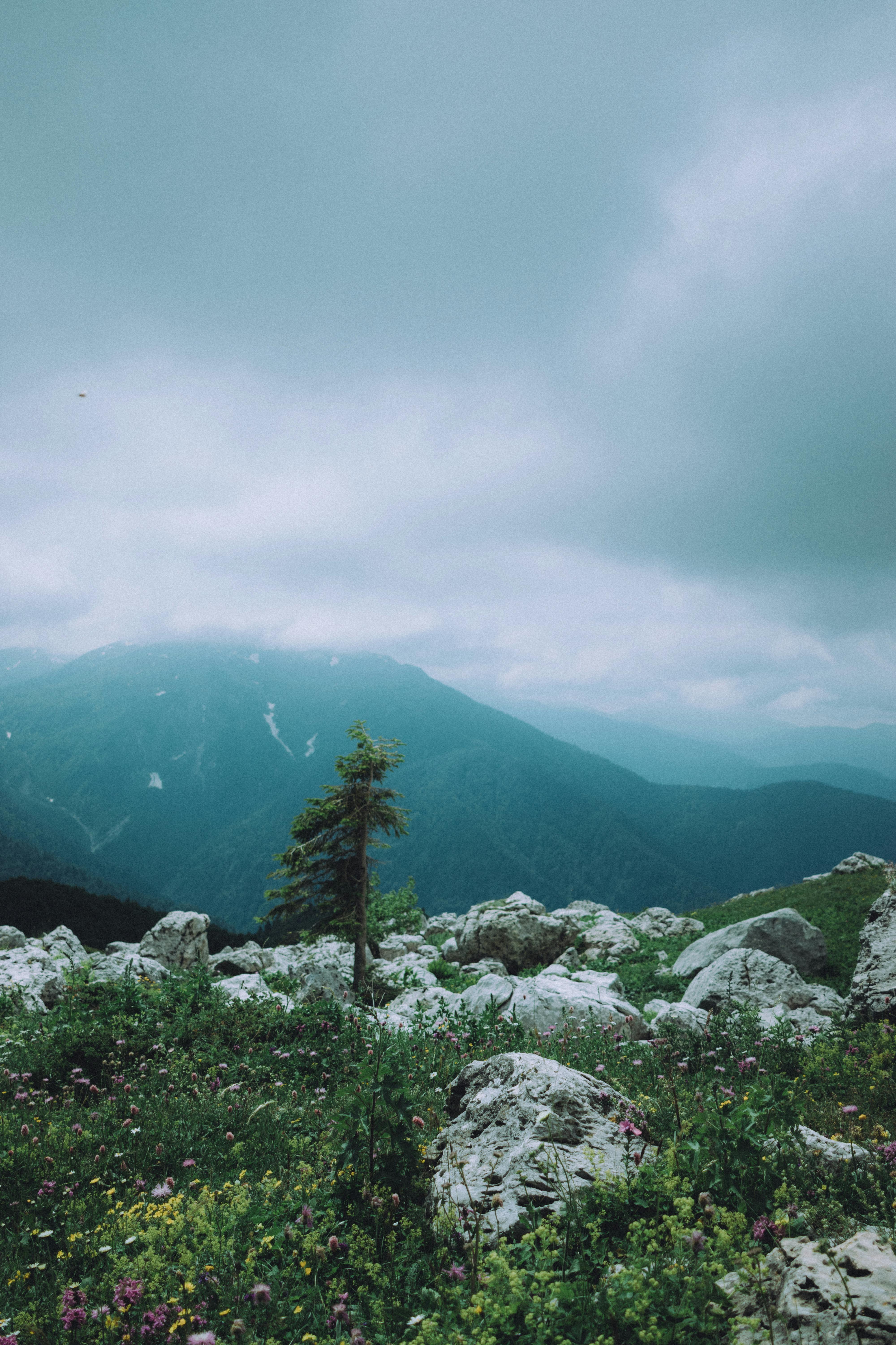 Tree Growing Among the Rocks on a Mountain · Free Stock Photo