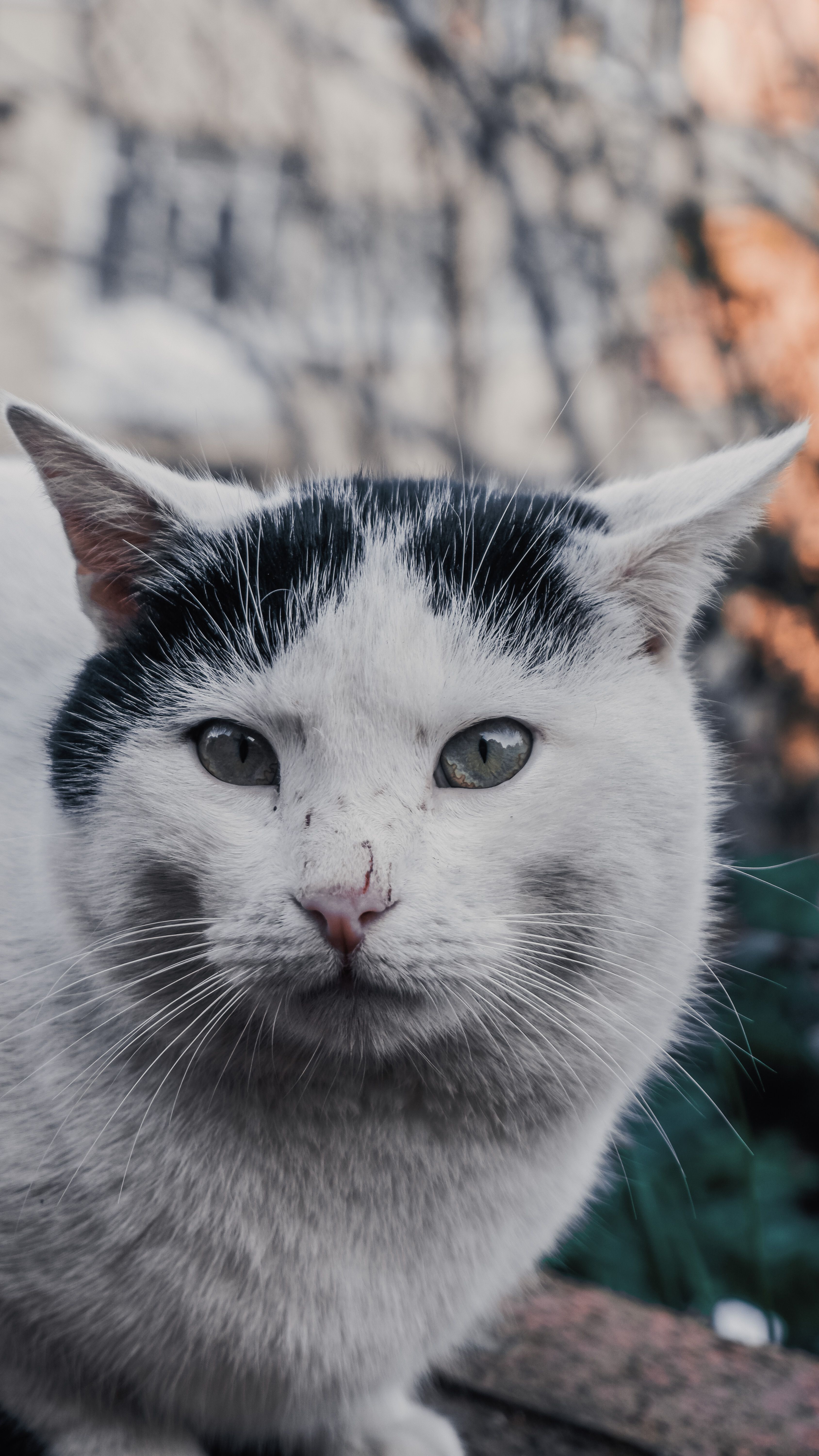 Head of a Cat · Free Stock Photo