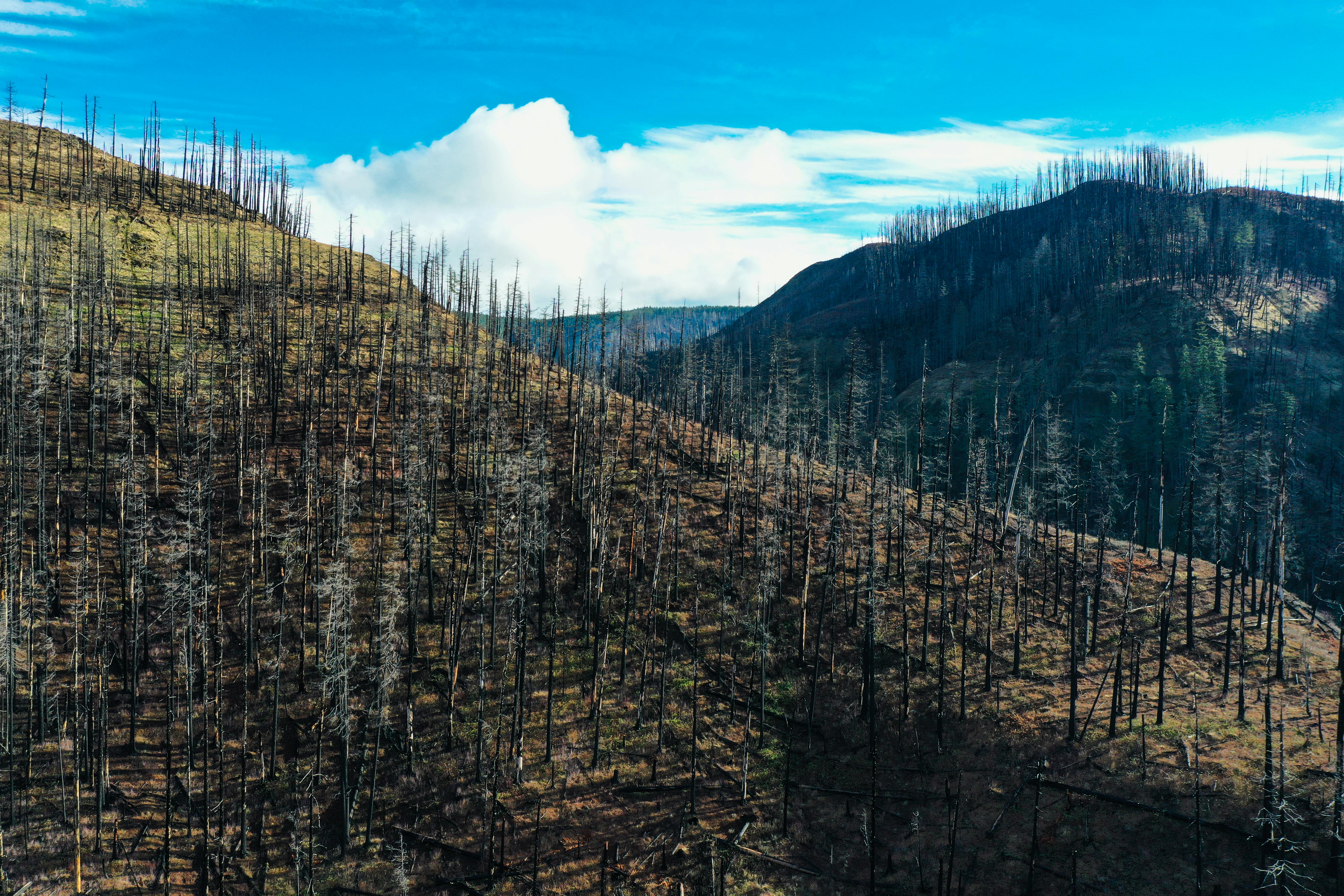 River in a Forest Fire Area · Free Stock Photo