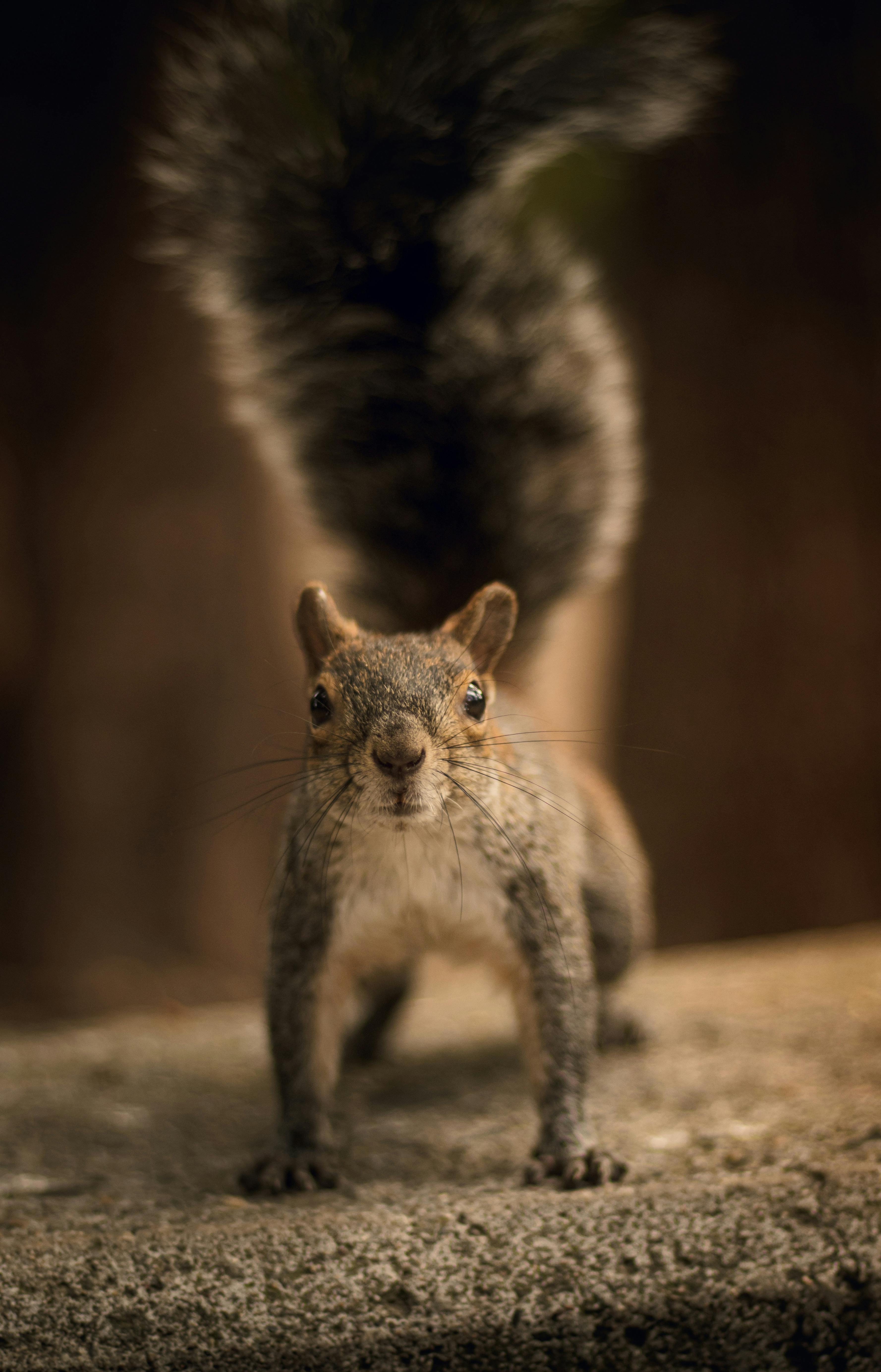 Super Squirrel Photos, Download The BEST Free Super Squirrel Stock ...
